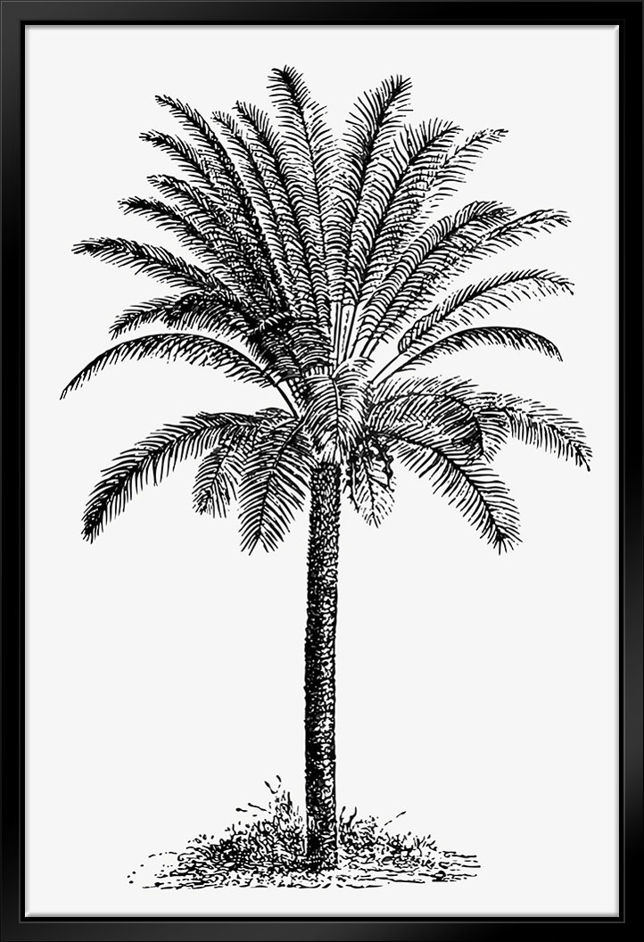 ATX Art Group LLC Vintage Palm Tree by Stanley Print House - on ...