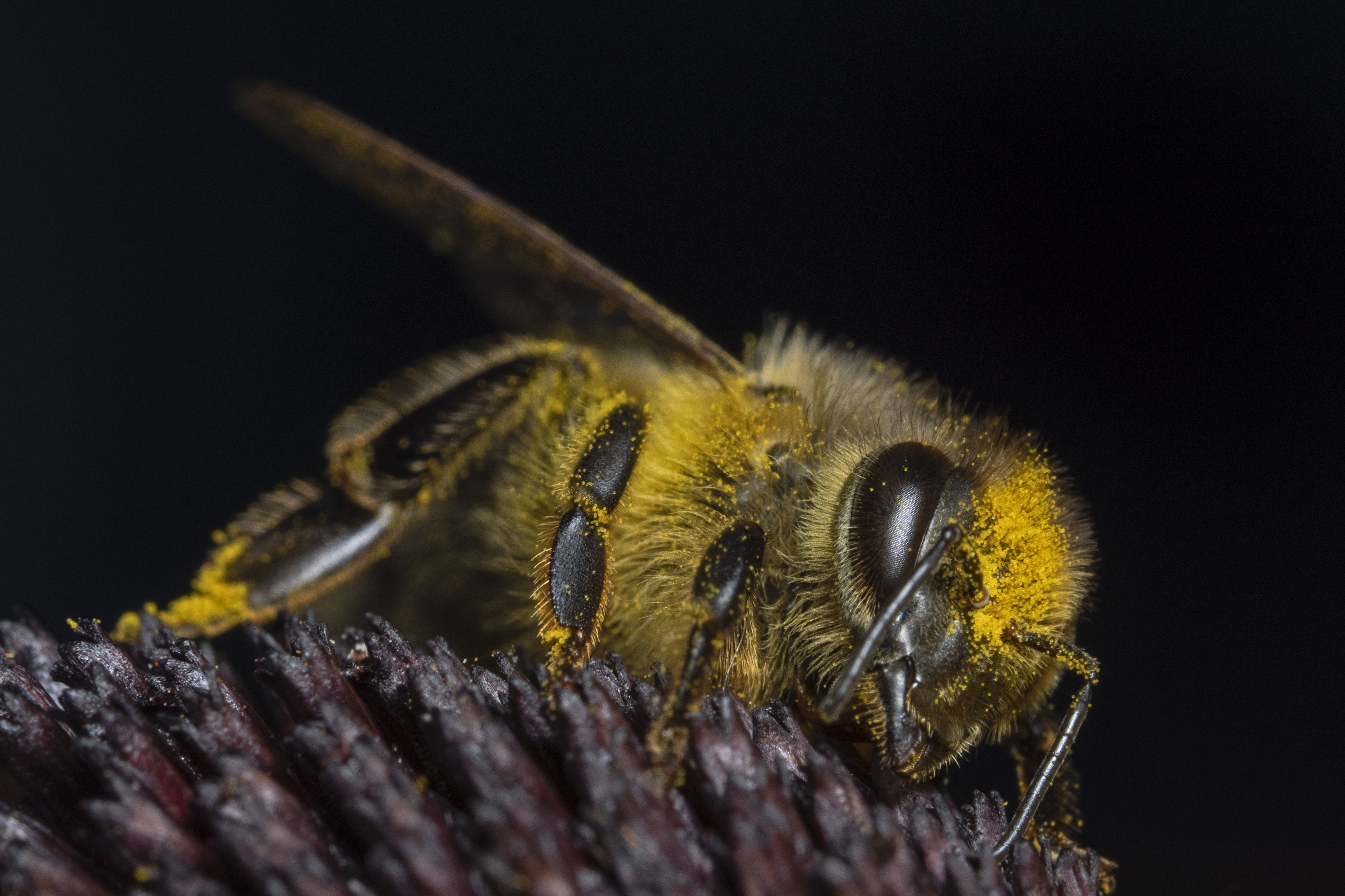 Hokku Designs Chelce Honey Bee by Scubaluna | Wayfair