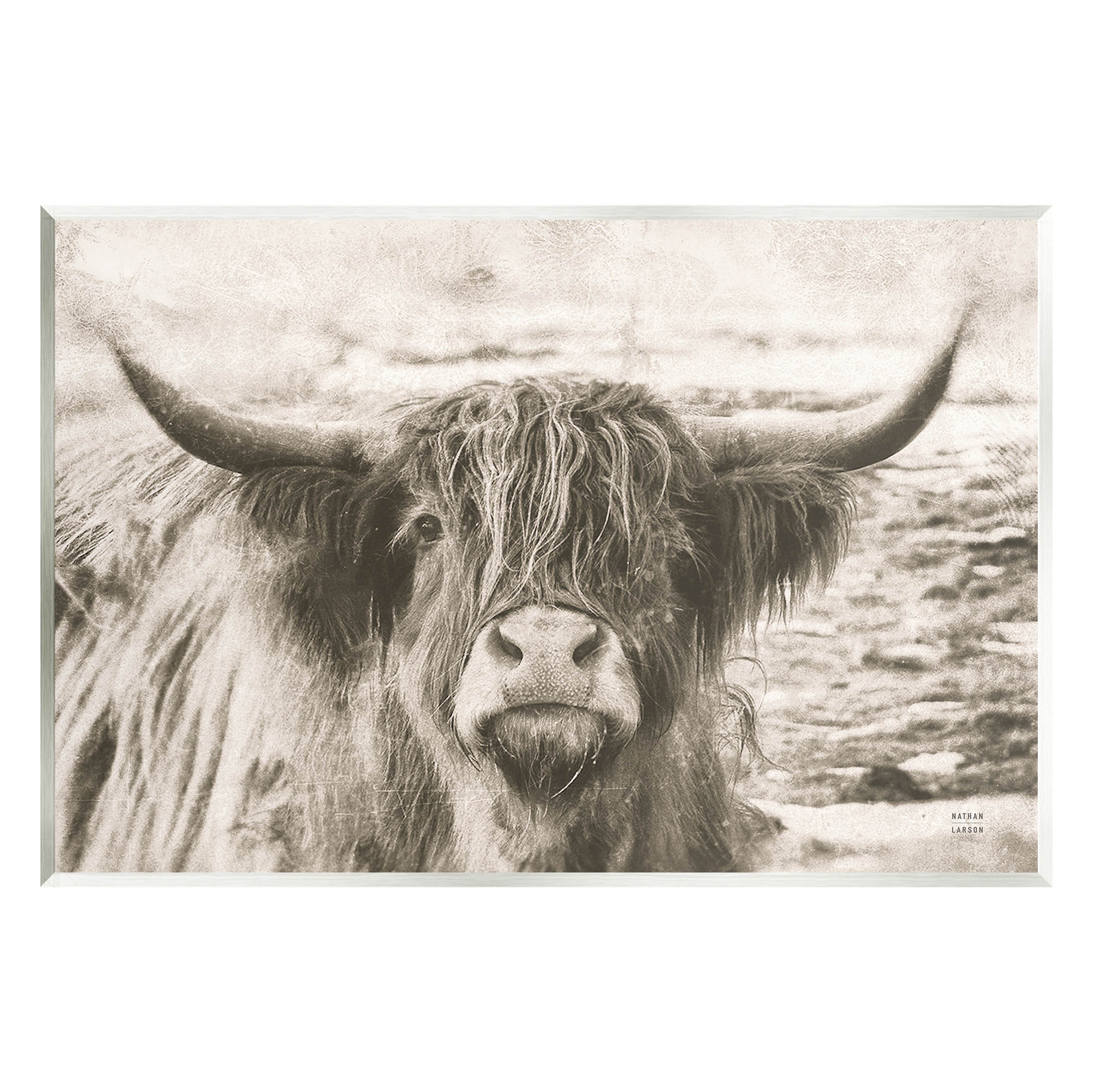 Stupell Industries Highland Cattle Cow Gazing Photography Wall Plaque ...