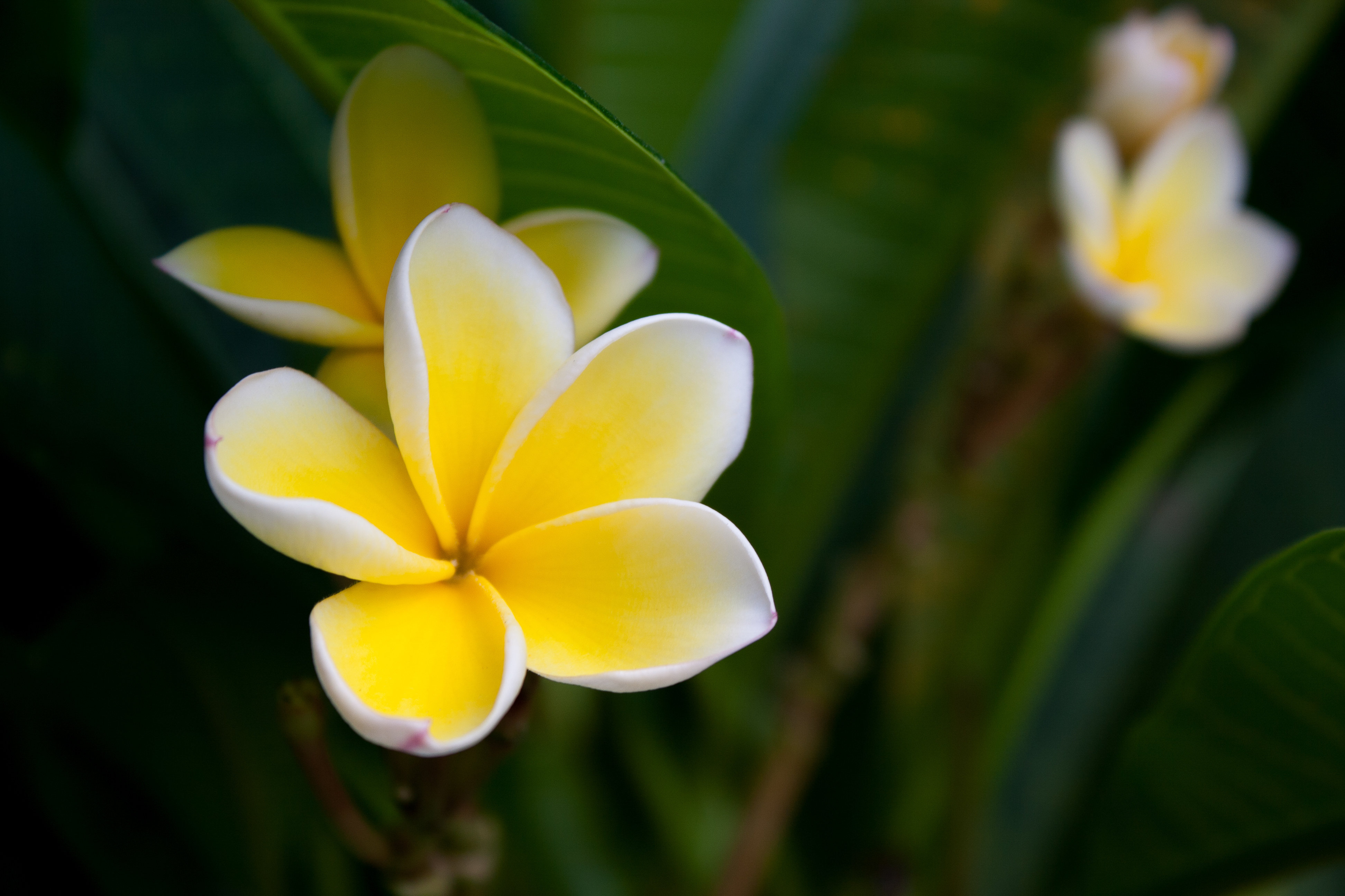 Hokku Designs Frangipani Flowers by Toto3138 - Wrapped Canvas ...