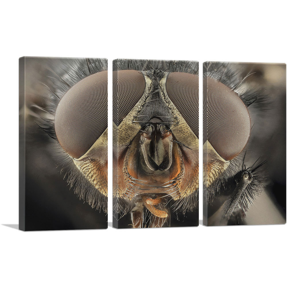 ARTCANVAS Macro Fly Home Decor - 3 Piece Wrapped Canvas Photograph ...