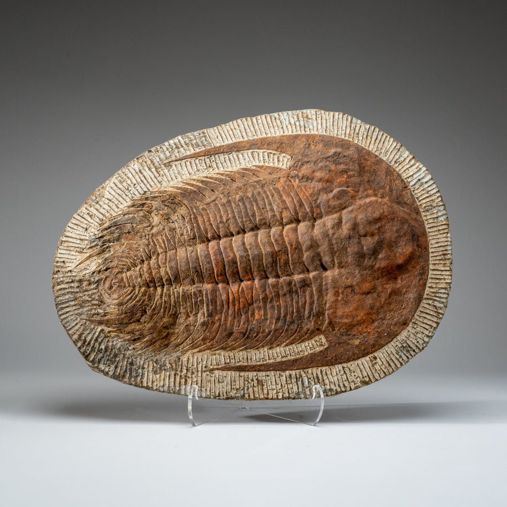 Astro Gallery of Gems Genuine Trilobite (Ptychopariida) Fossil On ...