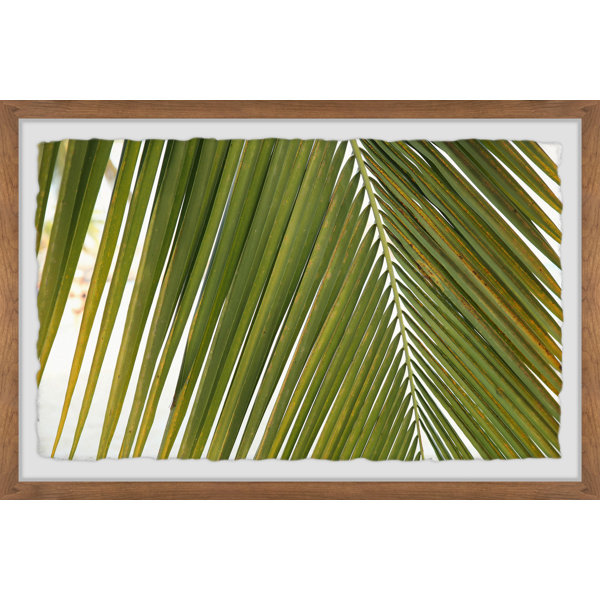 Bay Isle Home Withered Palm Leaf - Single Picture Frame Painting ...