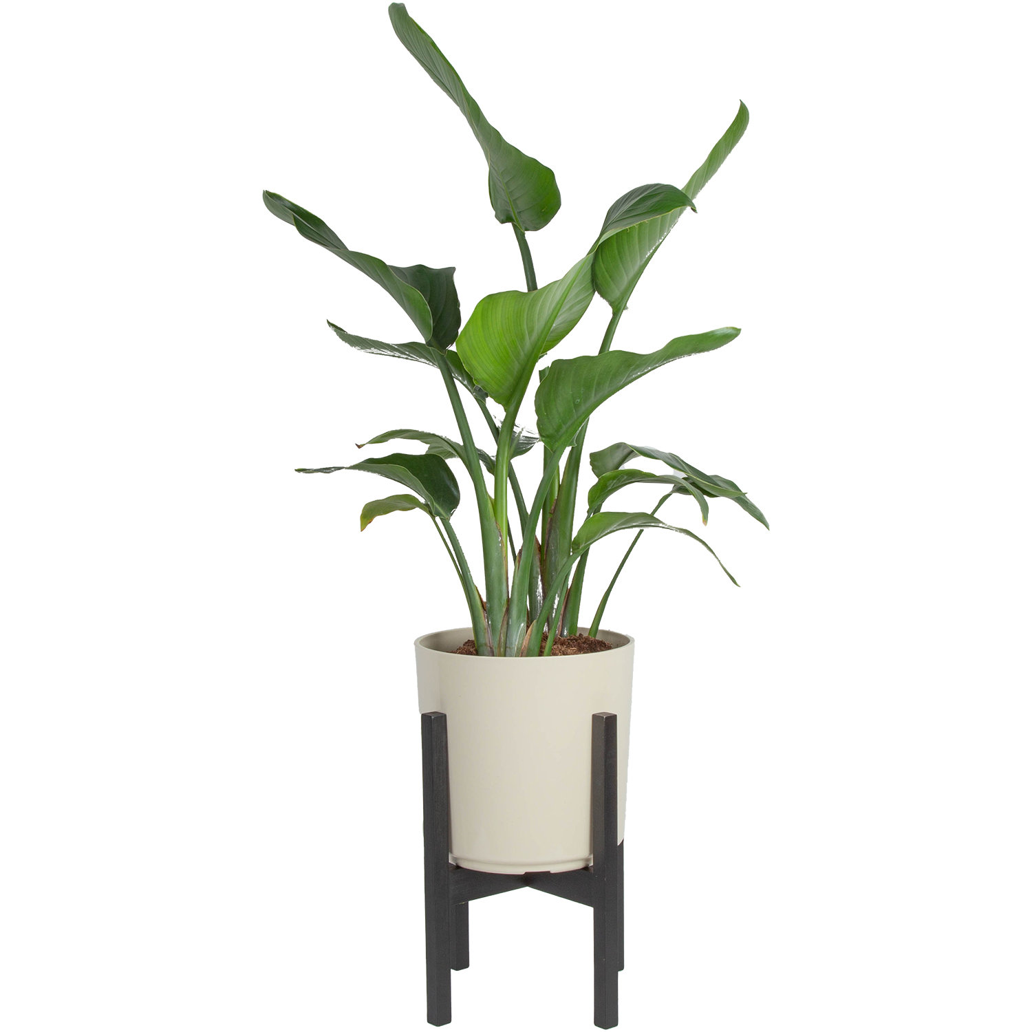 Costa Farms Indoor White Bird of Paradise House Plant in 10-inch Décor ...