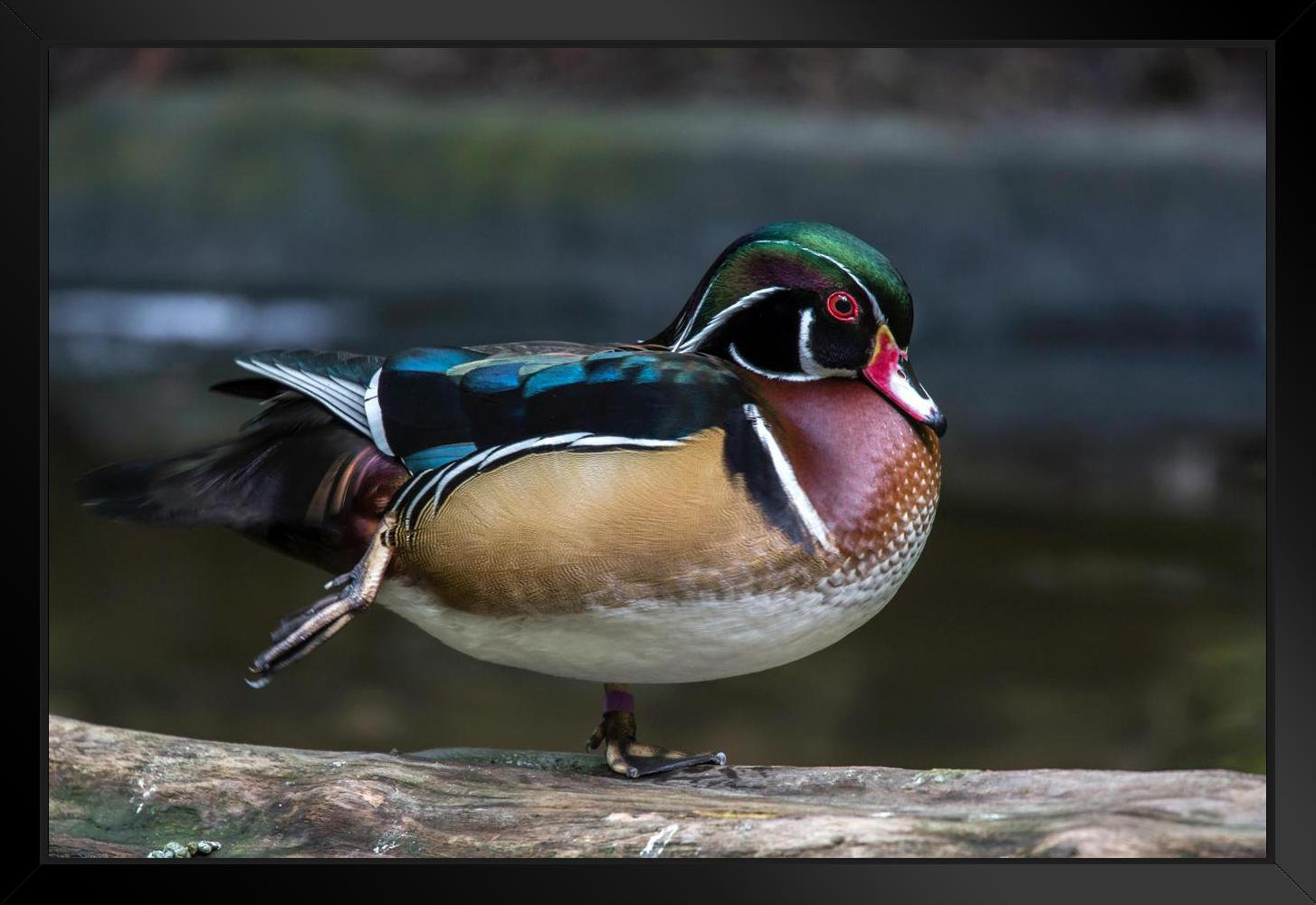 Gracie Oaks Adult Male Wood Duck On Log Photo Photograph Pictures Of ...