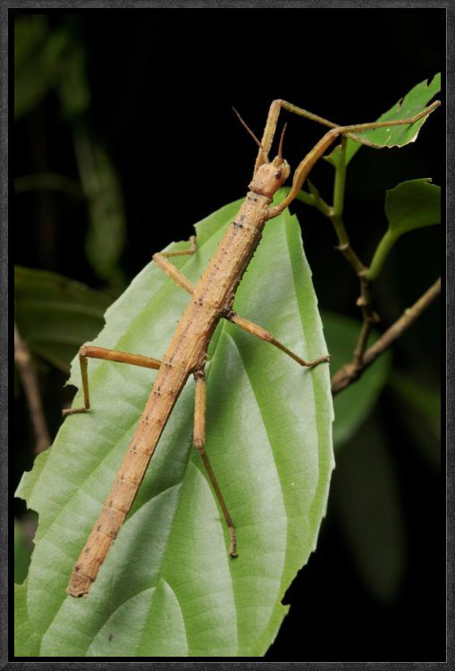 East Urban Home 'Stick Insect, North Maluku, Indonesia' Framed ...