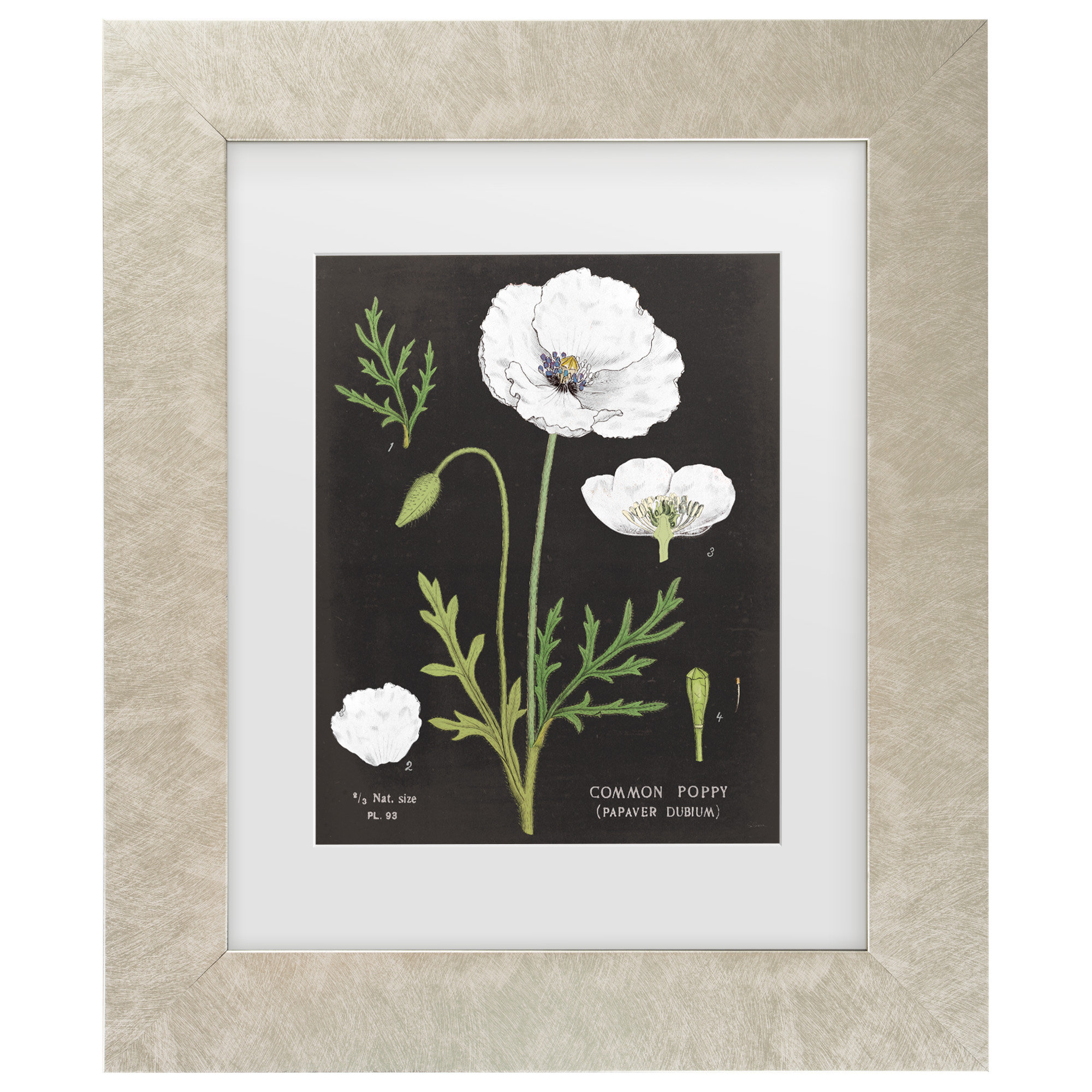 Trademark White Poppy Chart by Sue Schlabach - Wayfair Canada