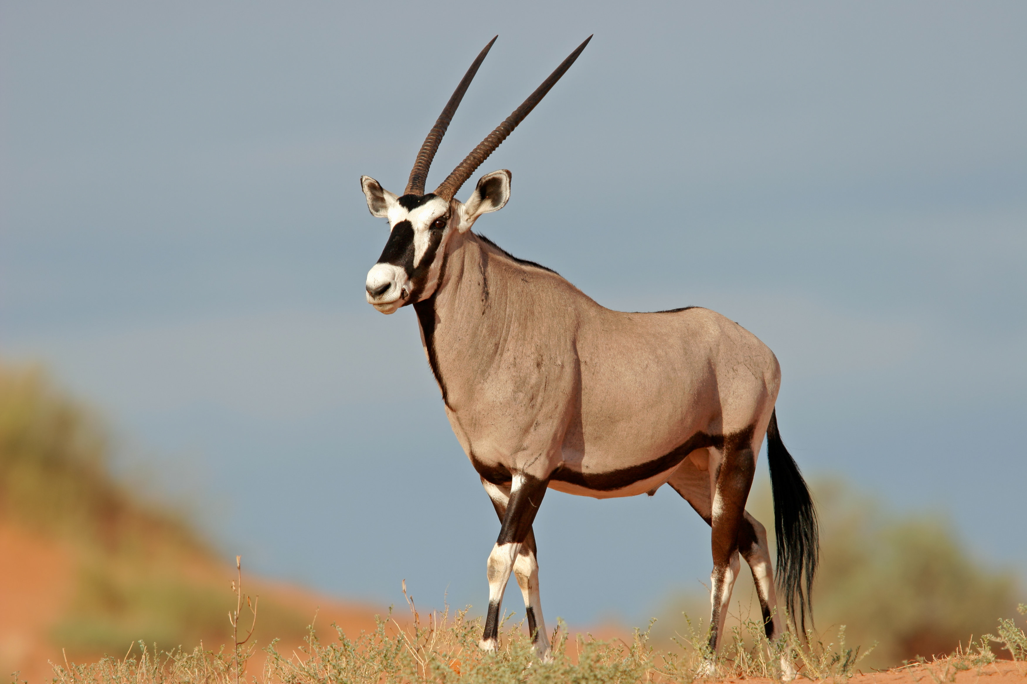 Ebern Designs Gemsbok Antelope by Ecopic - Wrapped Canvas Photograph ...