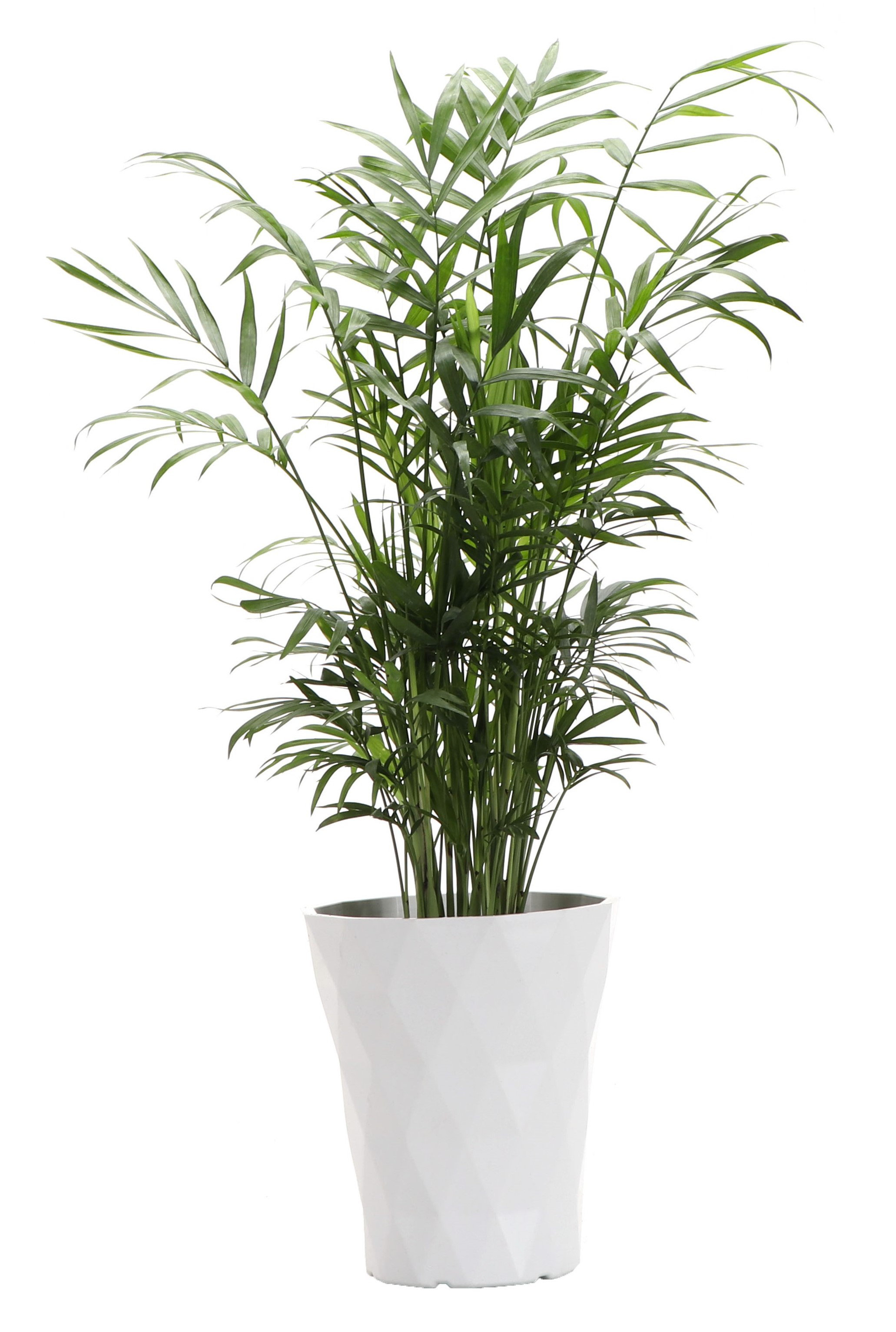 Thorsen's Greenhouse Live Neanthe Bella Palm Plant in Modern Planter ...