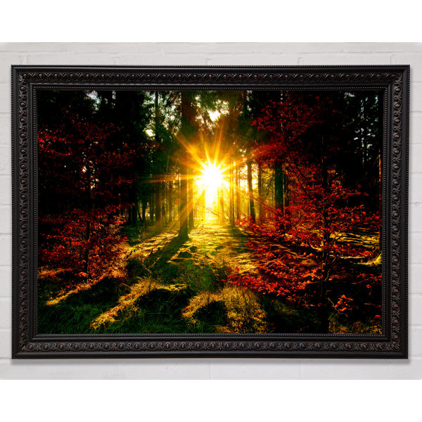 Bright Star The Beaming Forest Sun - Single Picture Frame Art Prints ...