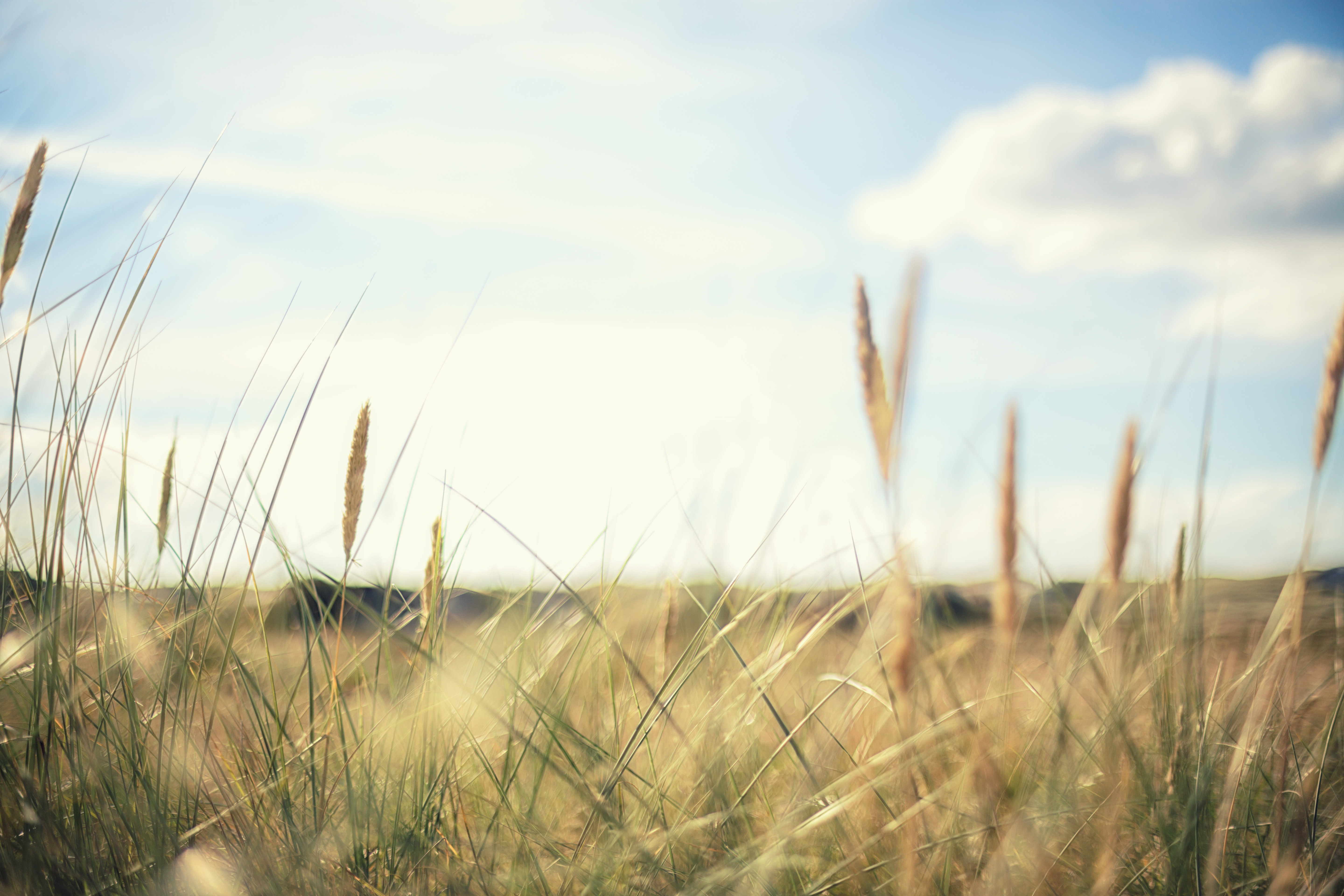 Ebern Designs Marram Grass by Rike_ | Wayfair