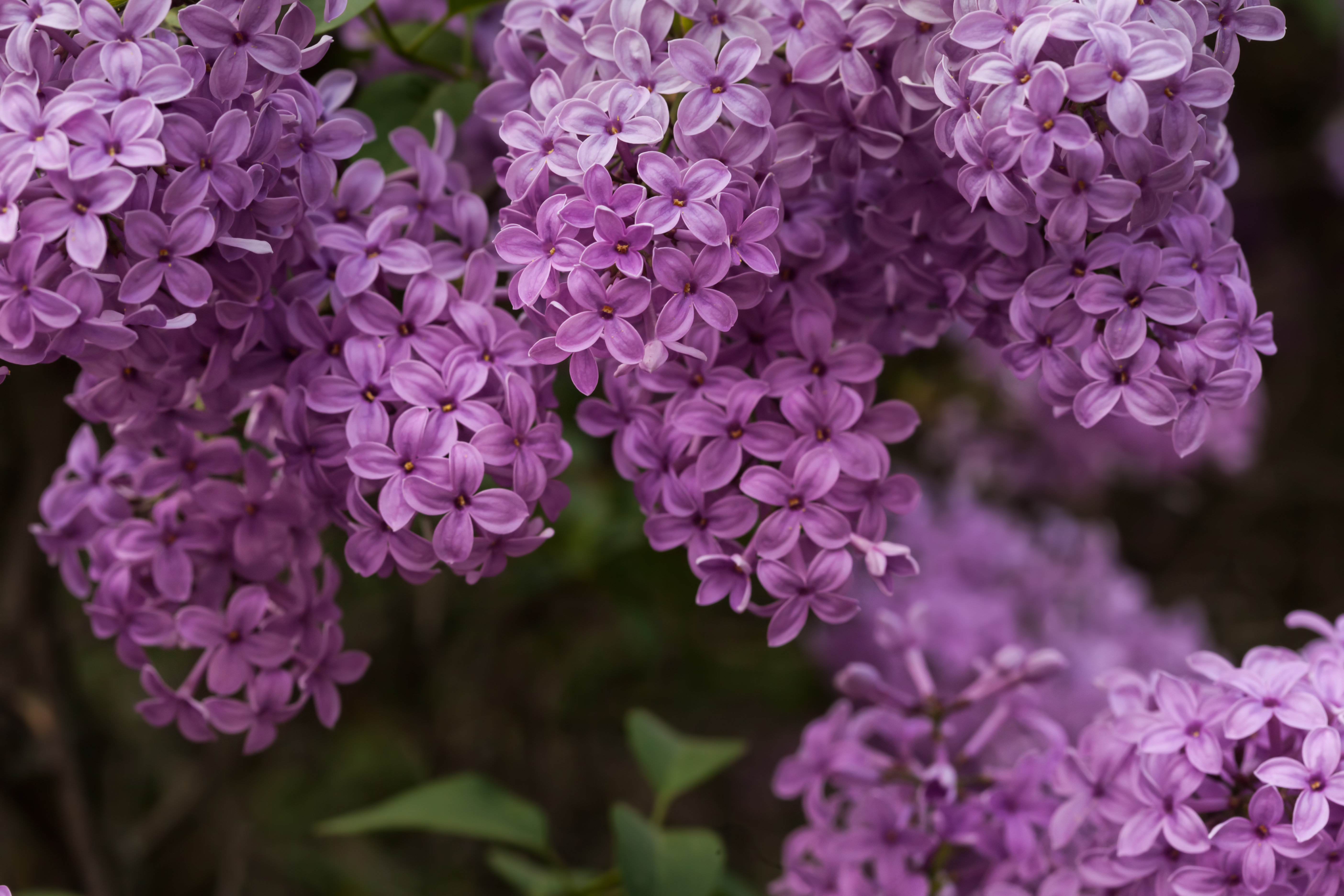 Ebern Designs Closeup of Lilacs by Tomch - Wayfair Canada