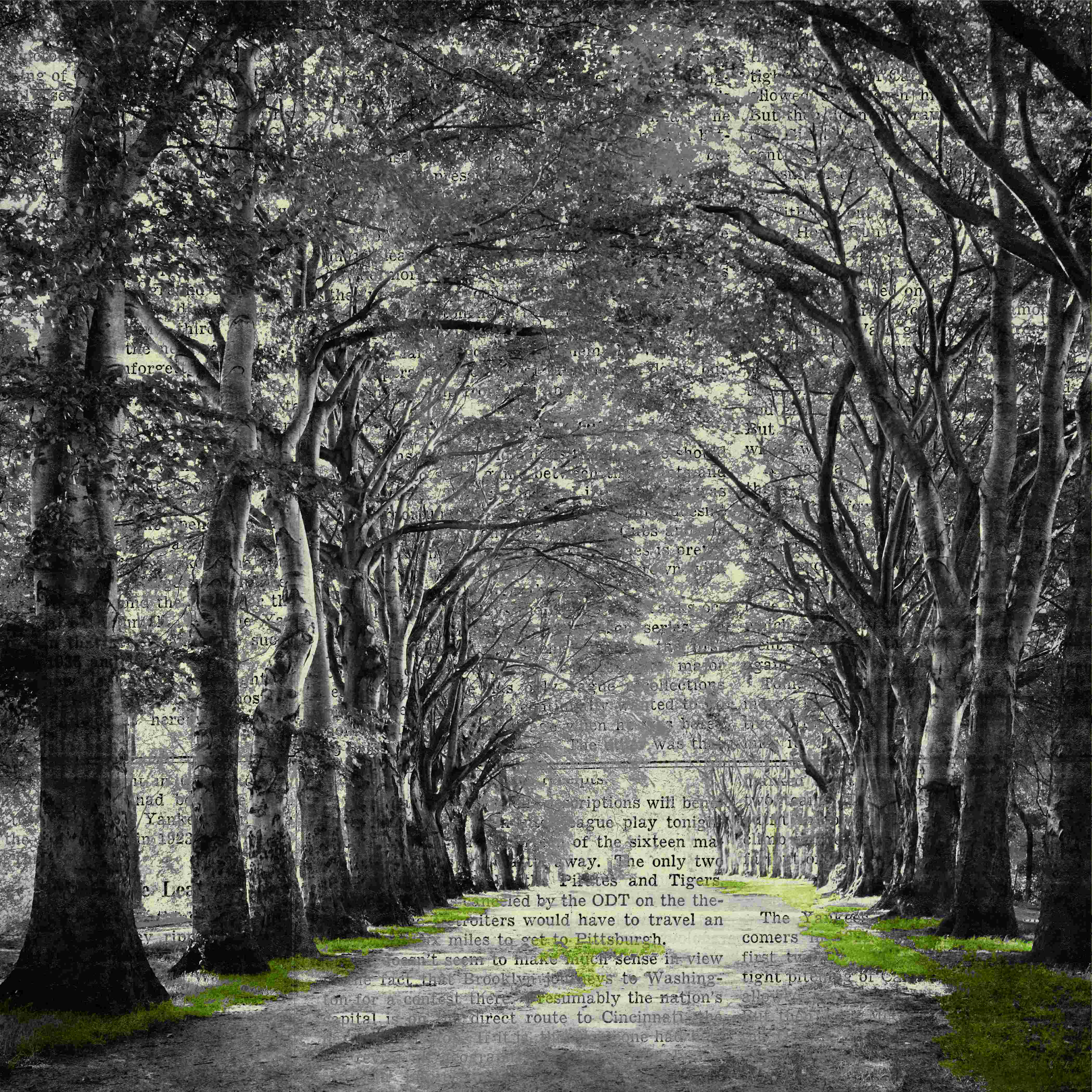 Winston Porter Path Of Trees News | Wayfair