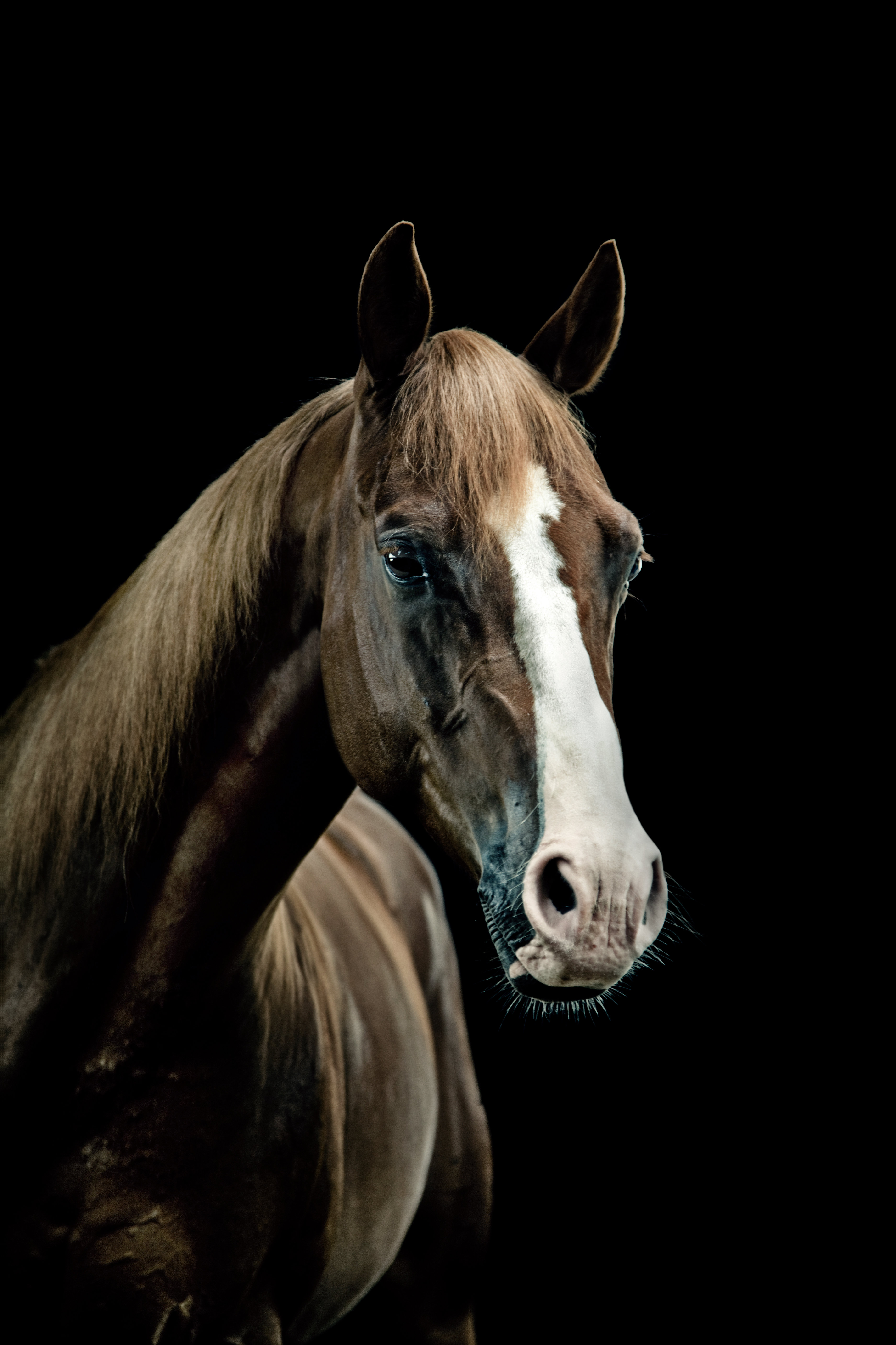 Ebern Designs Horse Portrait by Pixalot | Wayfair