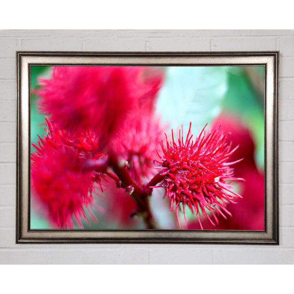 Brayden Studio Spikey Flower Heads - Single Picture Frame Art Prints ...
