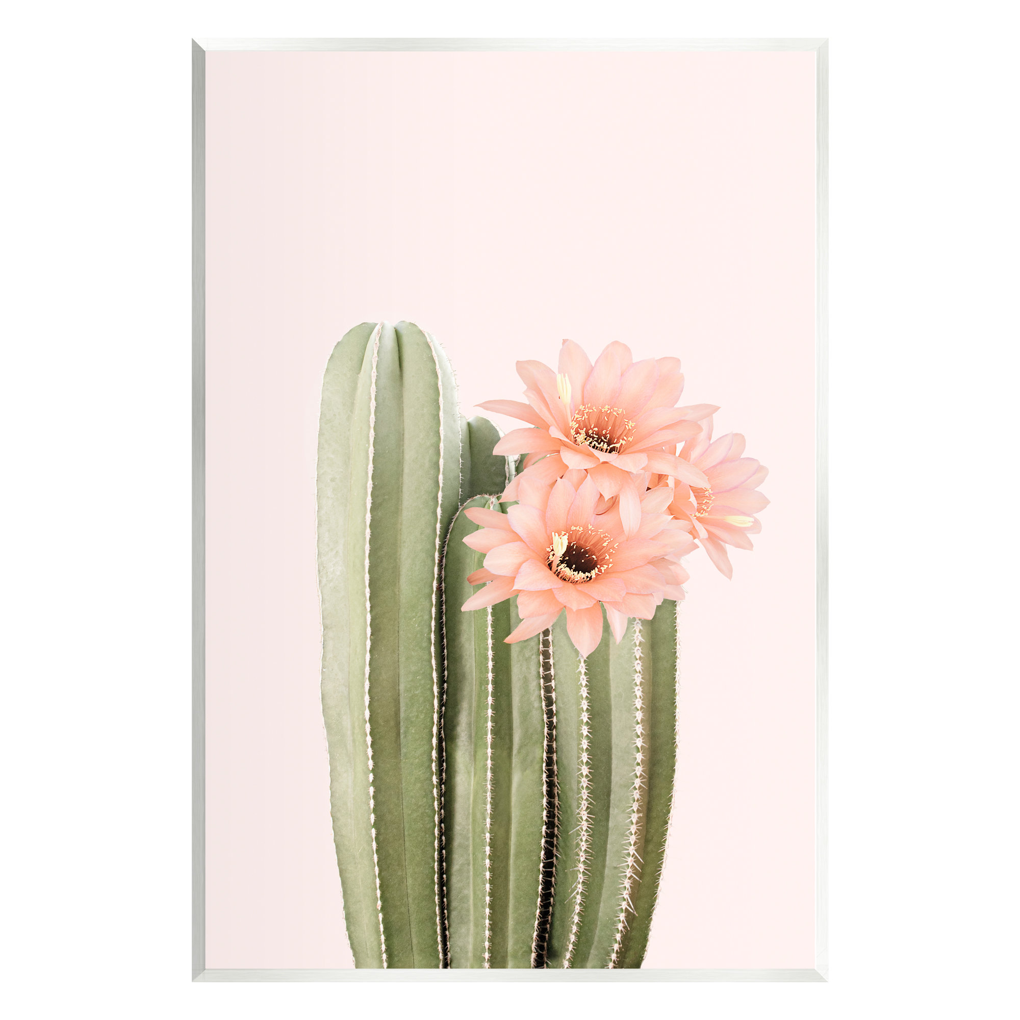 Stupell Industries Ax-208-Wood Pink Flower On Cactus On MDF by Sisi And ...