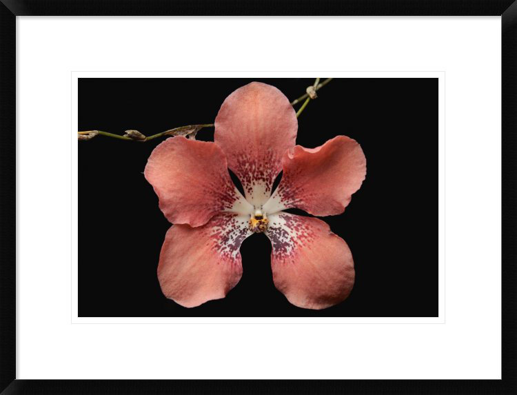 Global Gallery 'Orchid Flower, Sabah, Borneo, Malaysia' Framed ...