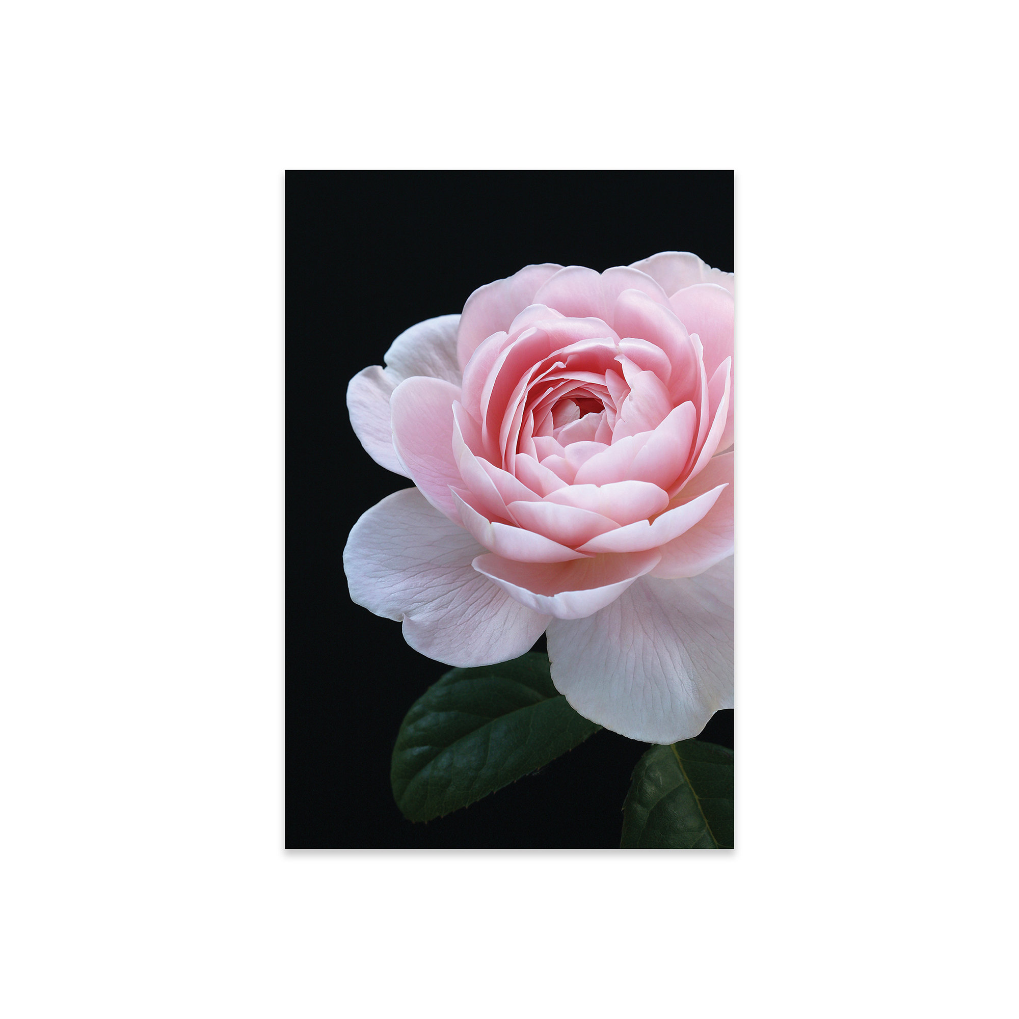 Mercer41 Pink English Rose On Plastic/Acrylic by Alyson Fennell ...