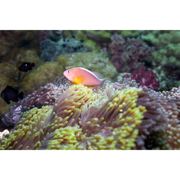 House of Hampton Tropical Saltwater Fish by Jodi Jacobson - Print ...