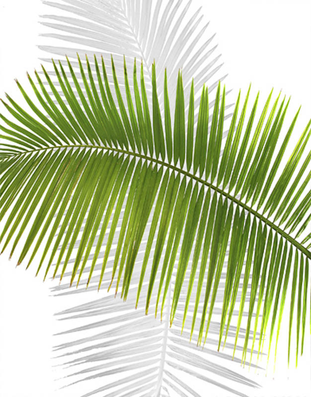 Menaul Fine Art 'Palm Frond' by Scott J. Menaul Graphic Art on Wrapped ...