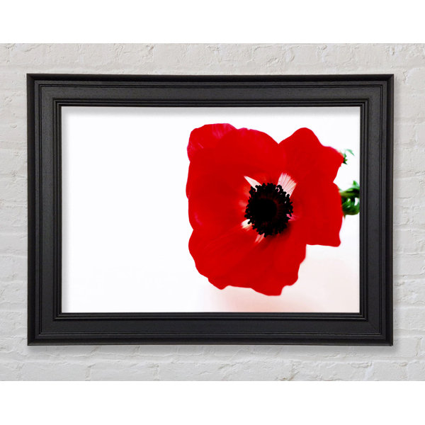 Latitude Run Red Poppy Centre - Single Picture Frame Print | Wayfair.co.uk