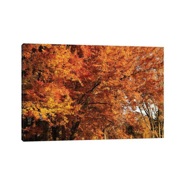 17 Stories Stand Of Maples by Brian Wolf - Wrapped Canvas Print ...