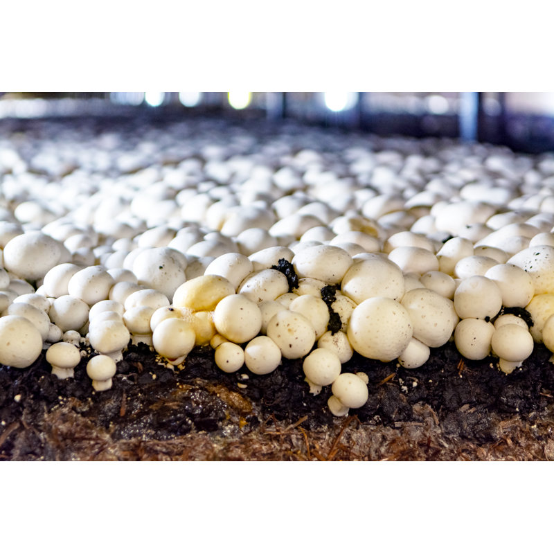 Miracle LED 3-Socket Indoor MUSHROOM GROWING KIT Full Spectrum with ...