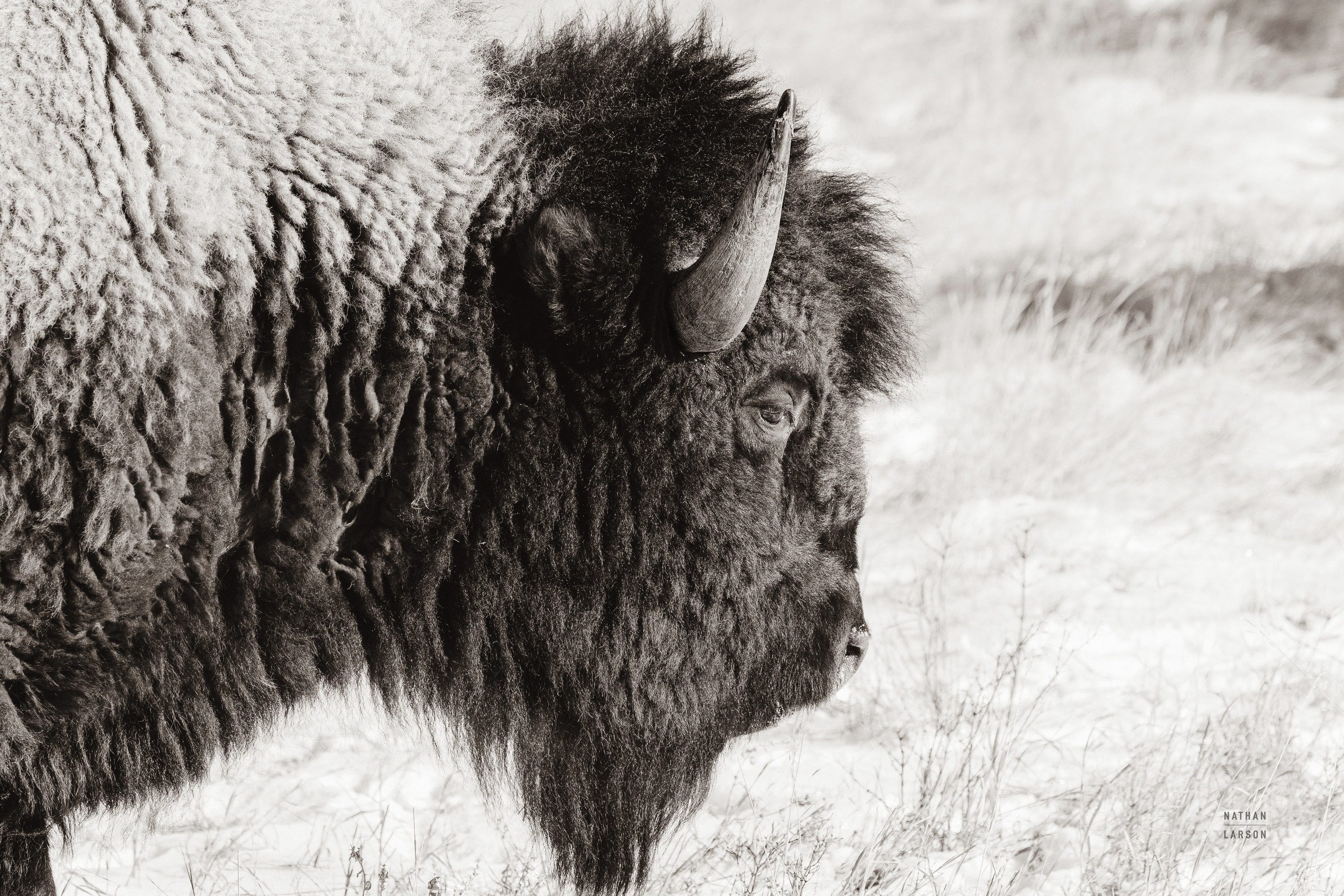 Union Rustic Keishon Bison Profile BW On Canvas by Nathan Larson Print ...