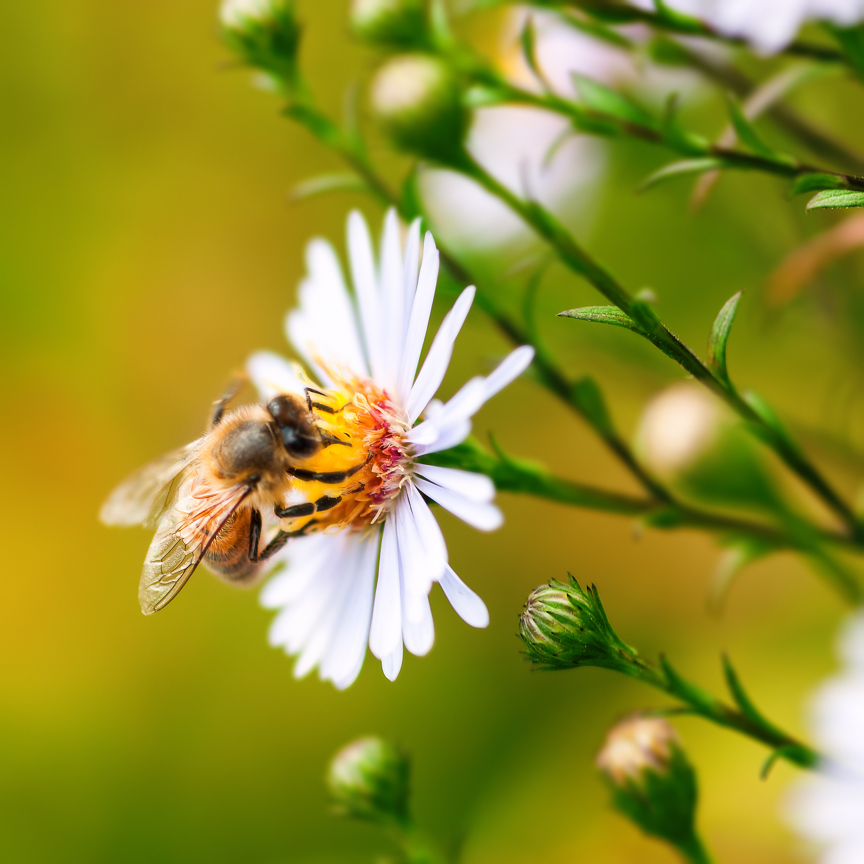 Gracie Oaks Honey Bee from Daisy - Wrapped Canvas Photograph | Wayfair