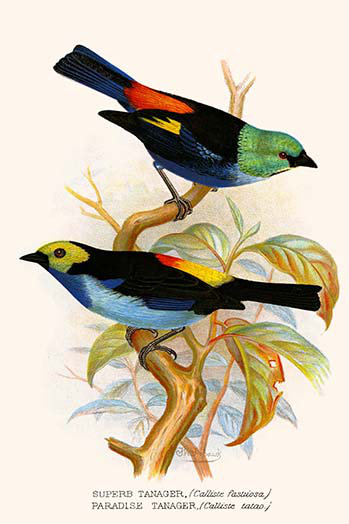 Buyenlarge Superb Tanager Paradise Tanager - Graphic Art Print ...