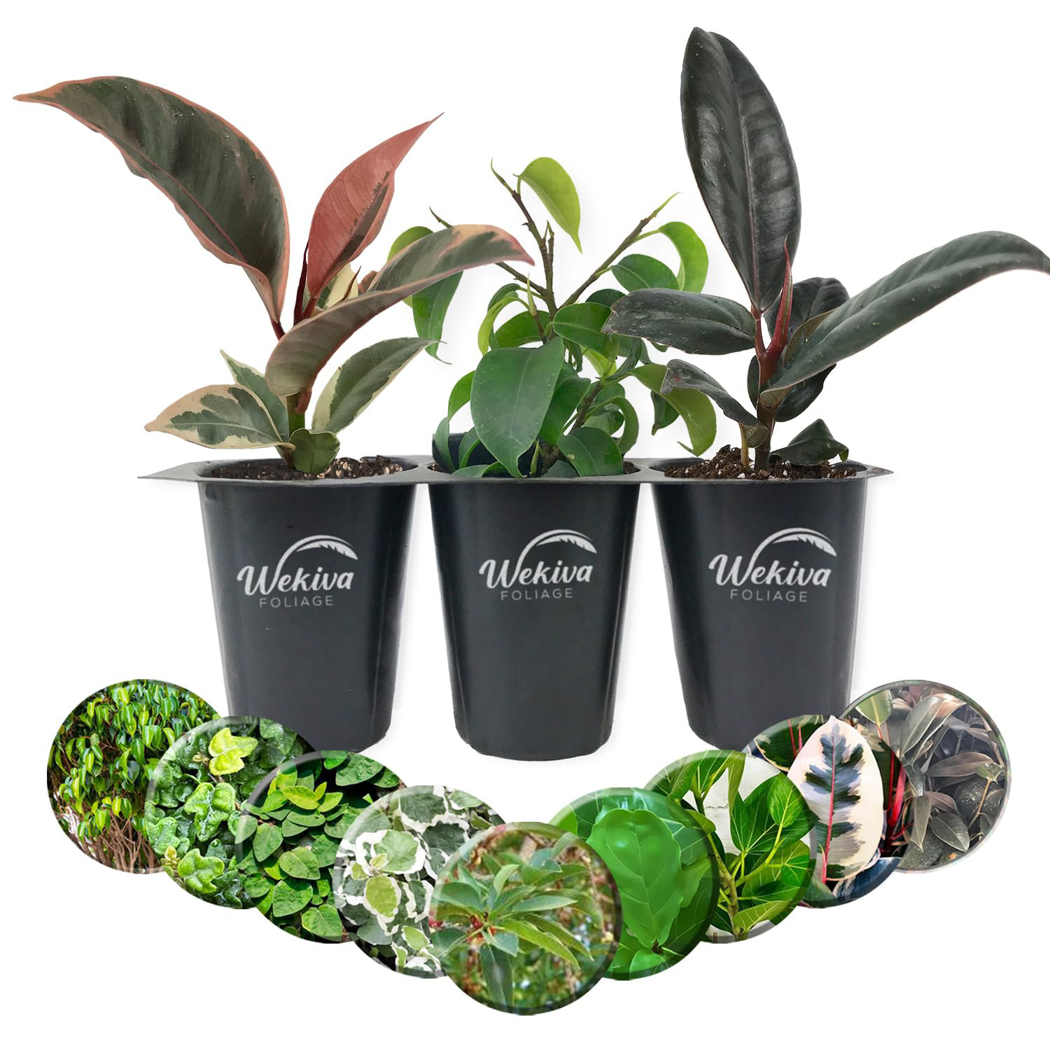 Wekiva Foliage LLC Ficus Tree Variety 3-Pack - Live Starter Plants in 2 ...