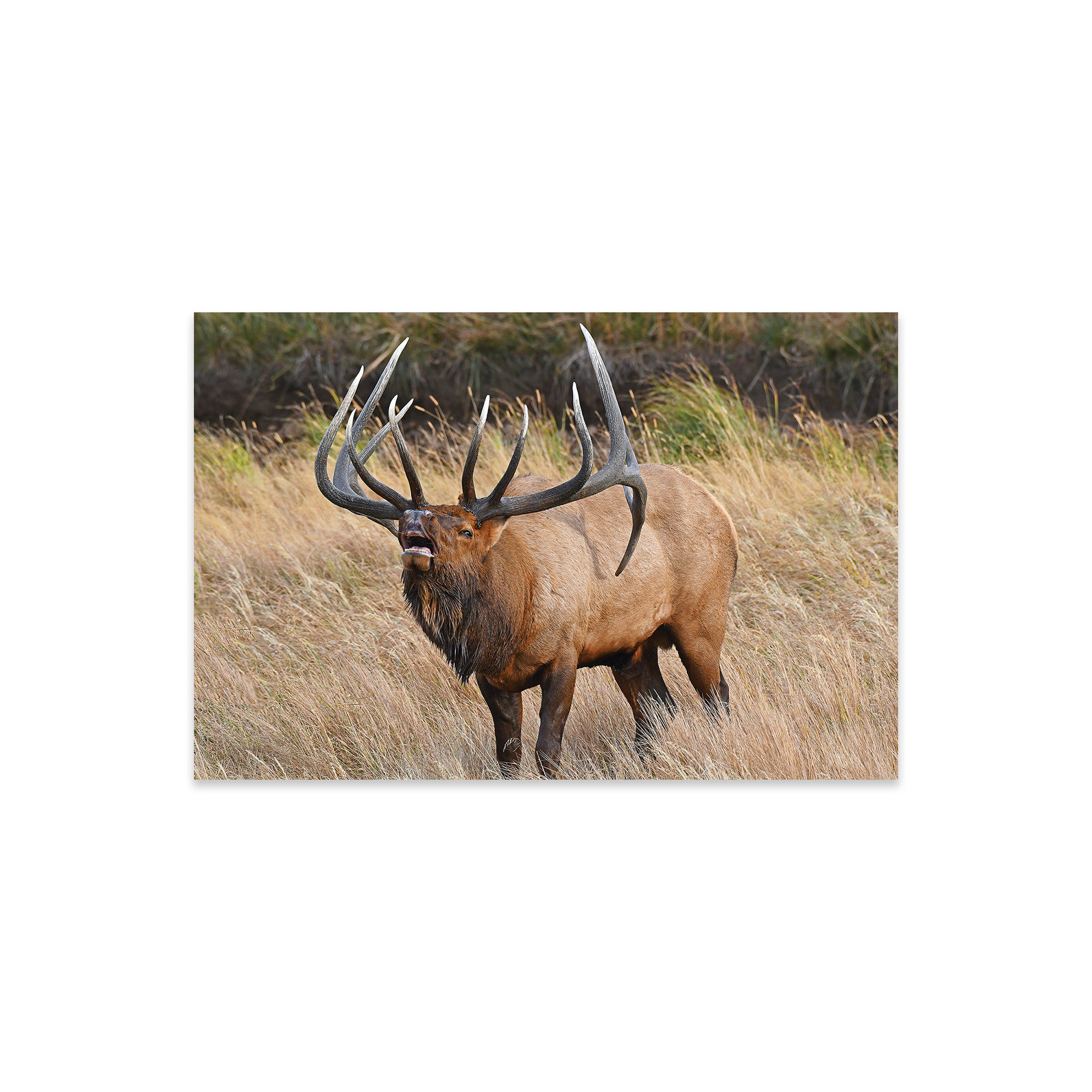 Millwood Pines Antjuan His Majesty On Plastic/Acrylic by Brian Wolf ...