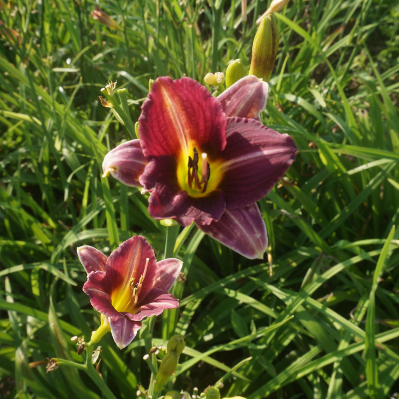 Terra Ceia Farms Reblooming Daylily Mary Reed | Wayfair
