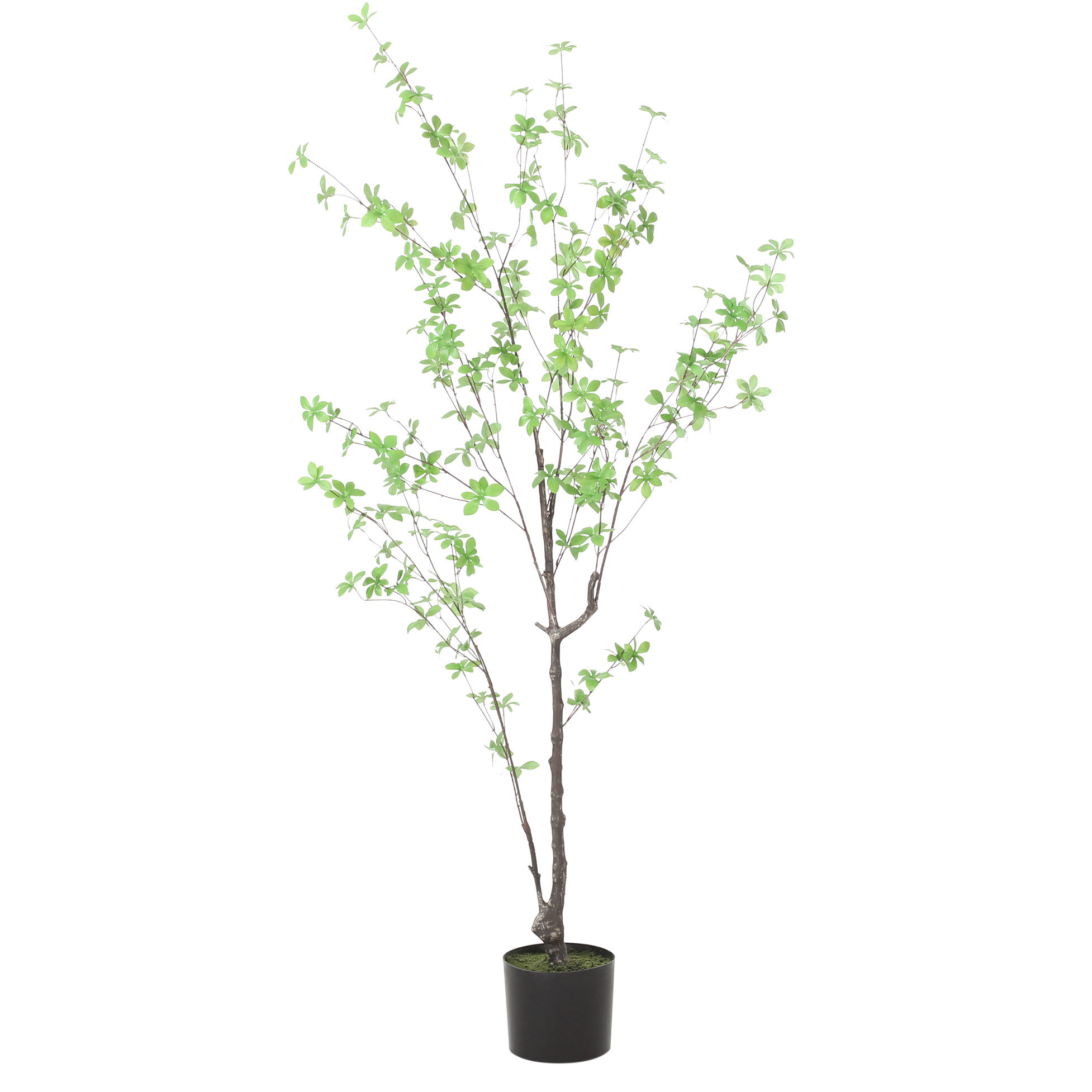 George Oliver 150Cm Artificial Disc Leaf Plant - Decorate With . For ...