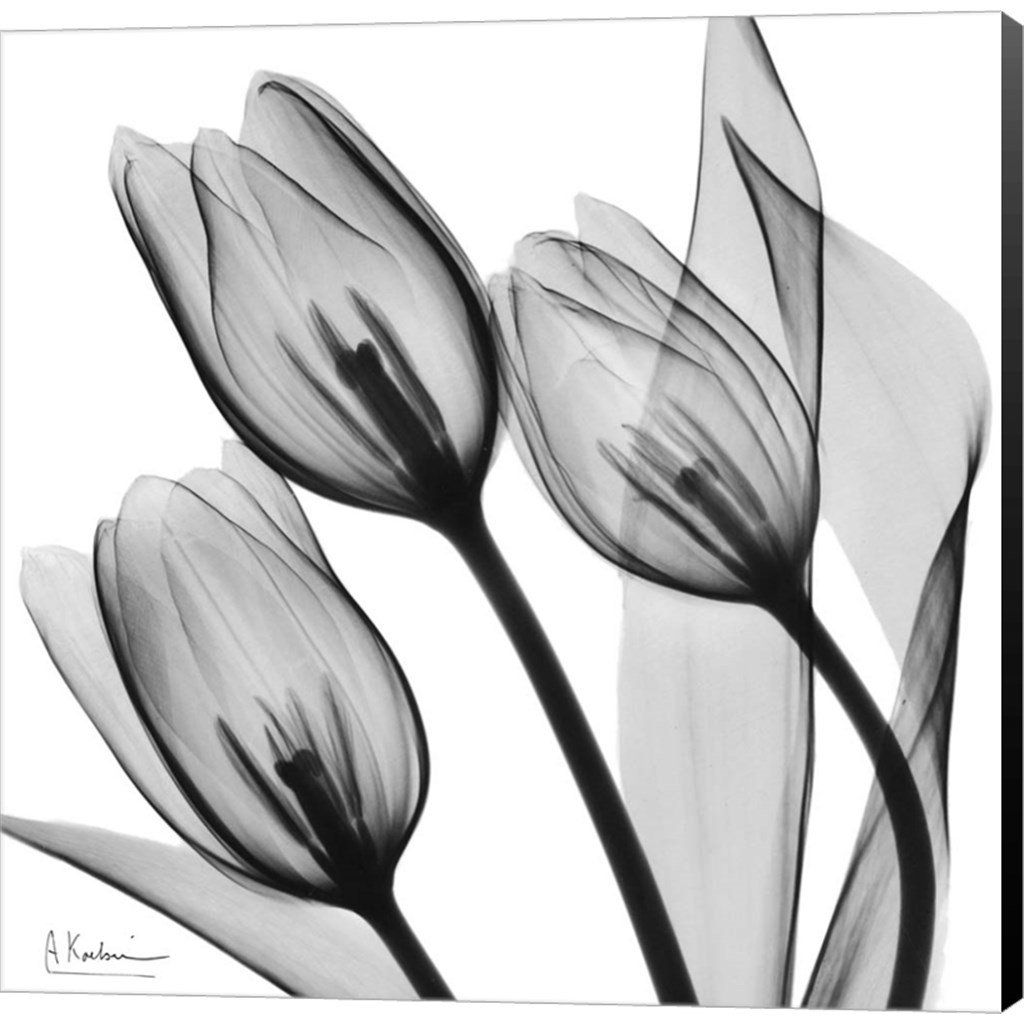 Red Barrel Studio Splendid Monotone Tulips by Albert Koetsier, Canvas ...