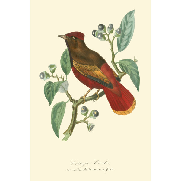 August Grove Nature Jardin II by L. Curmer - Wrapped Canvas Art Print ...