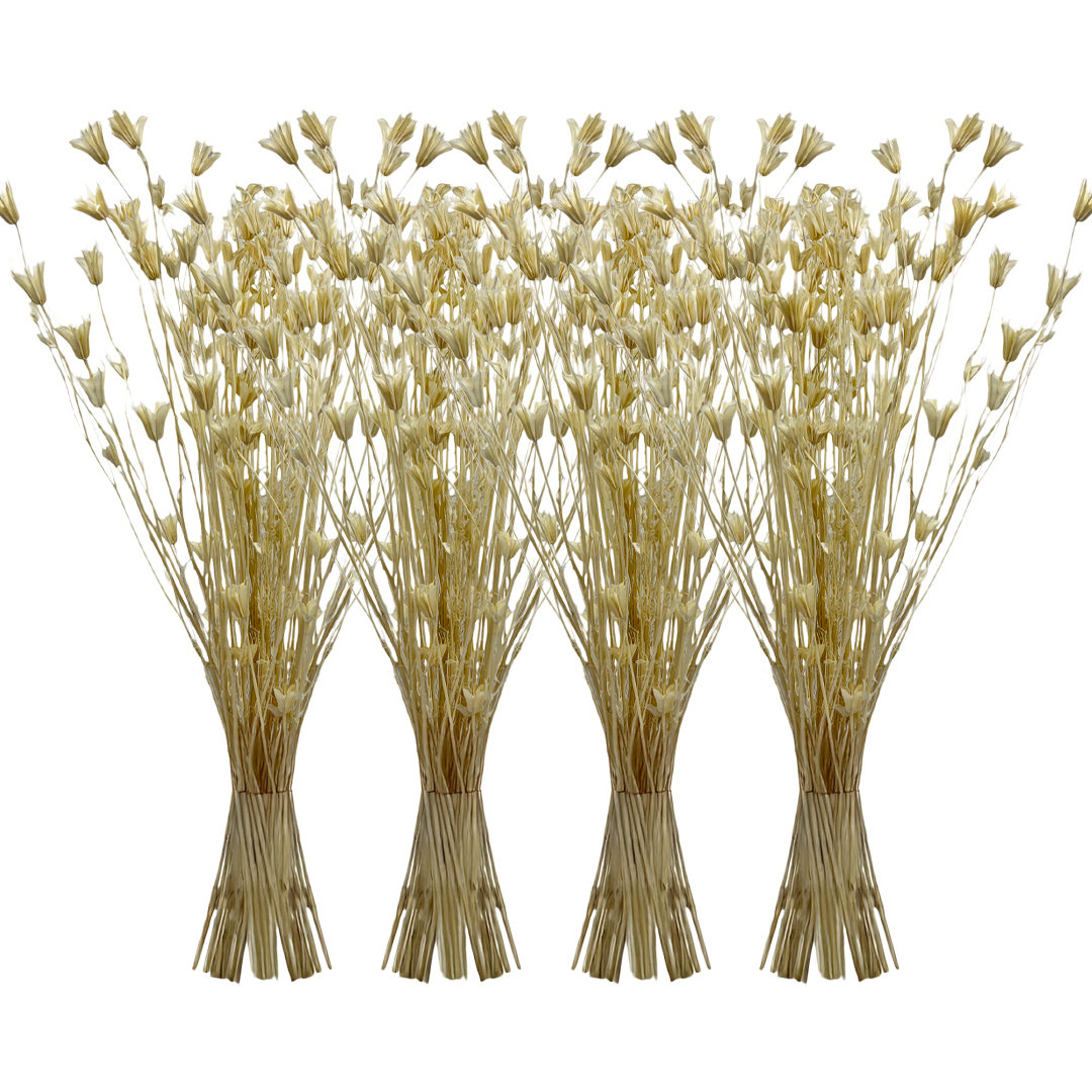 Primrue Dried Preserved Octagon Flower Nigella Orientalis Love in a ...