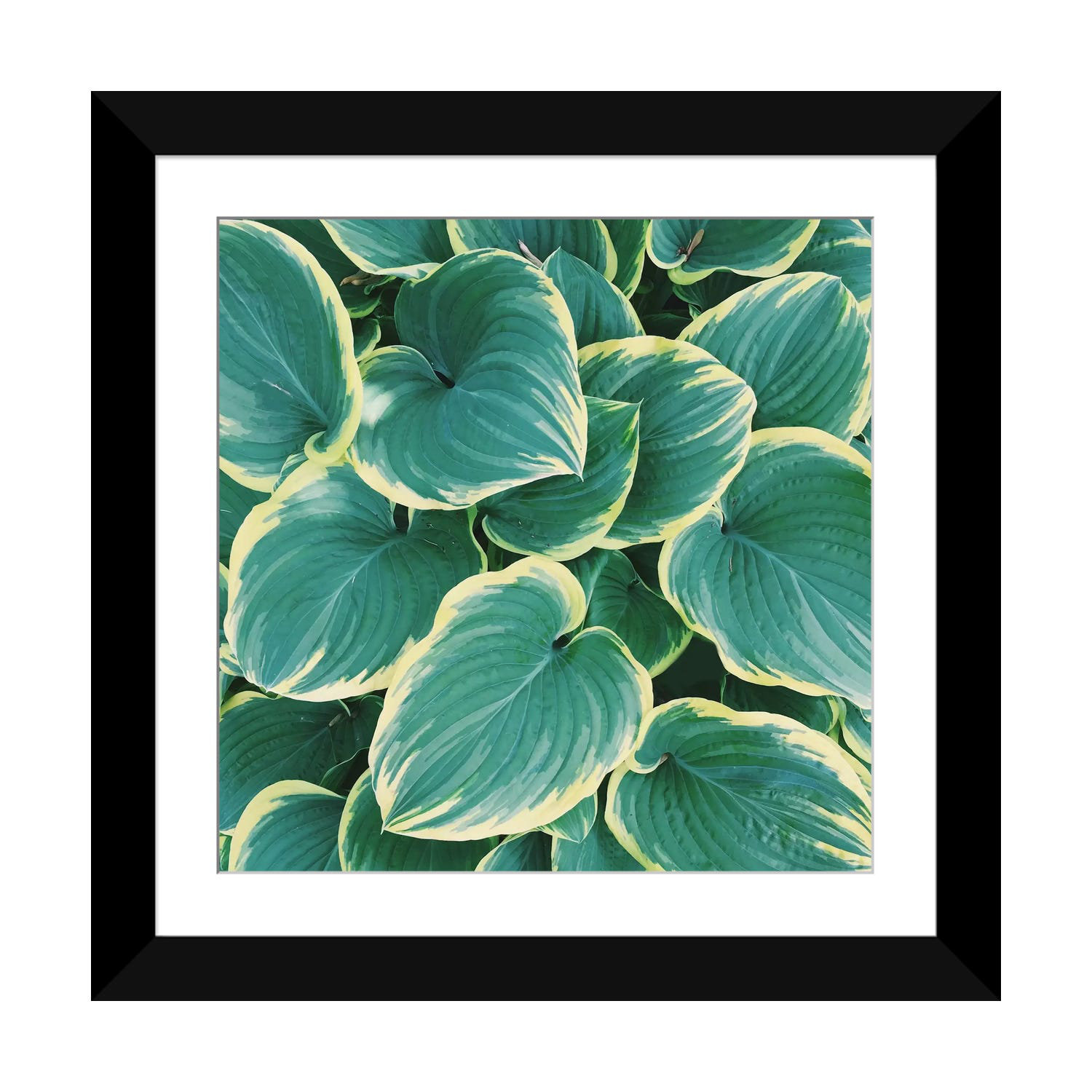 Wrought Studio™ 'Some Like It Hosta' Graphic Art on Wrapped Canvas ...