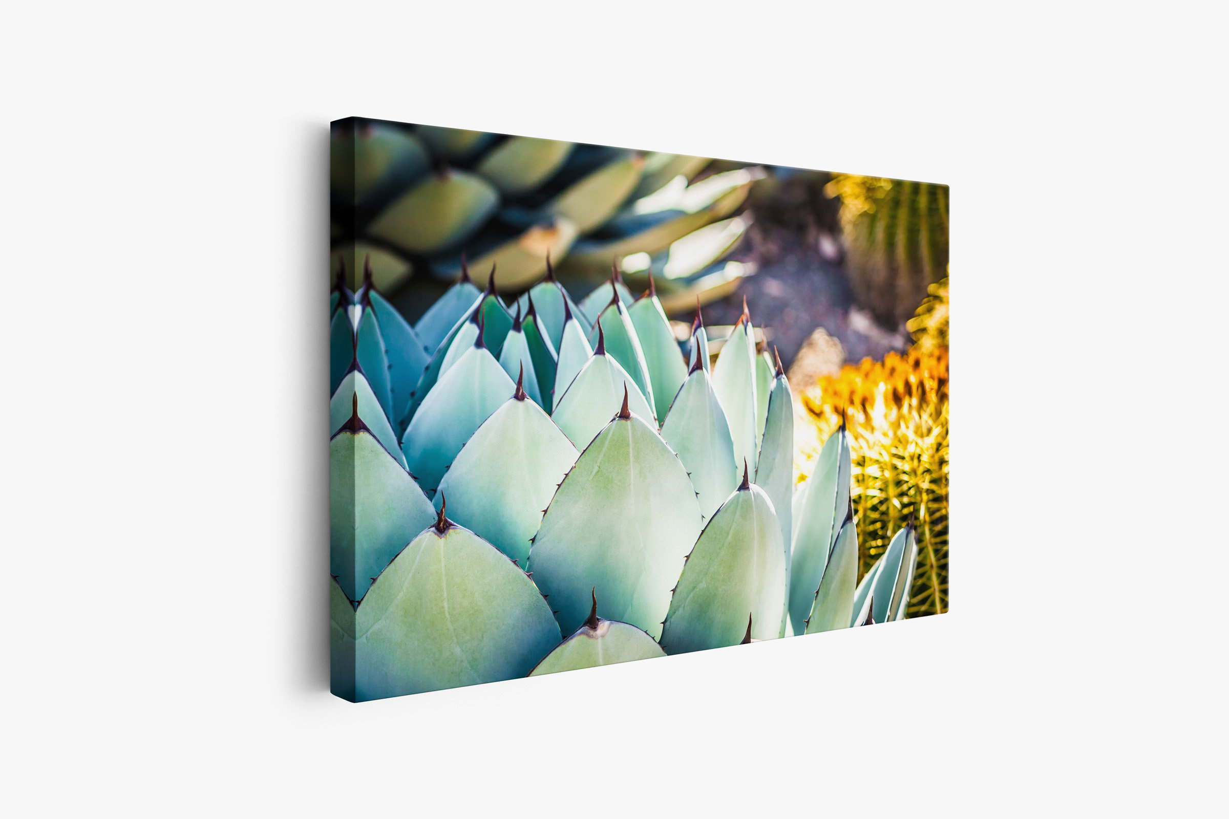 Artisan Print Shop Blue Green Agave & Barrel Cactus Canvas | Wayfair