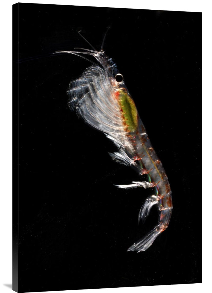 East Urban Home Antarctica 'Antarctic Krill' - Photograph Print on ...
