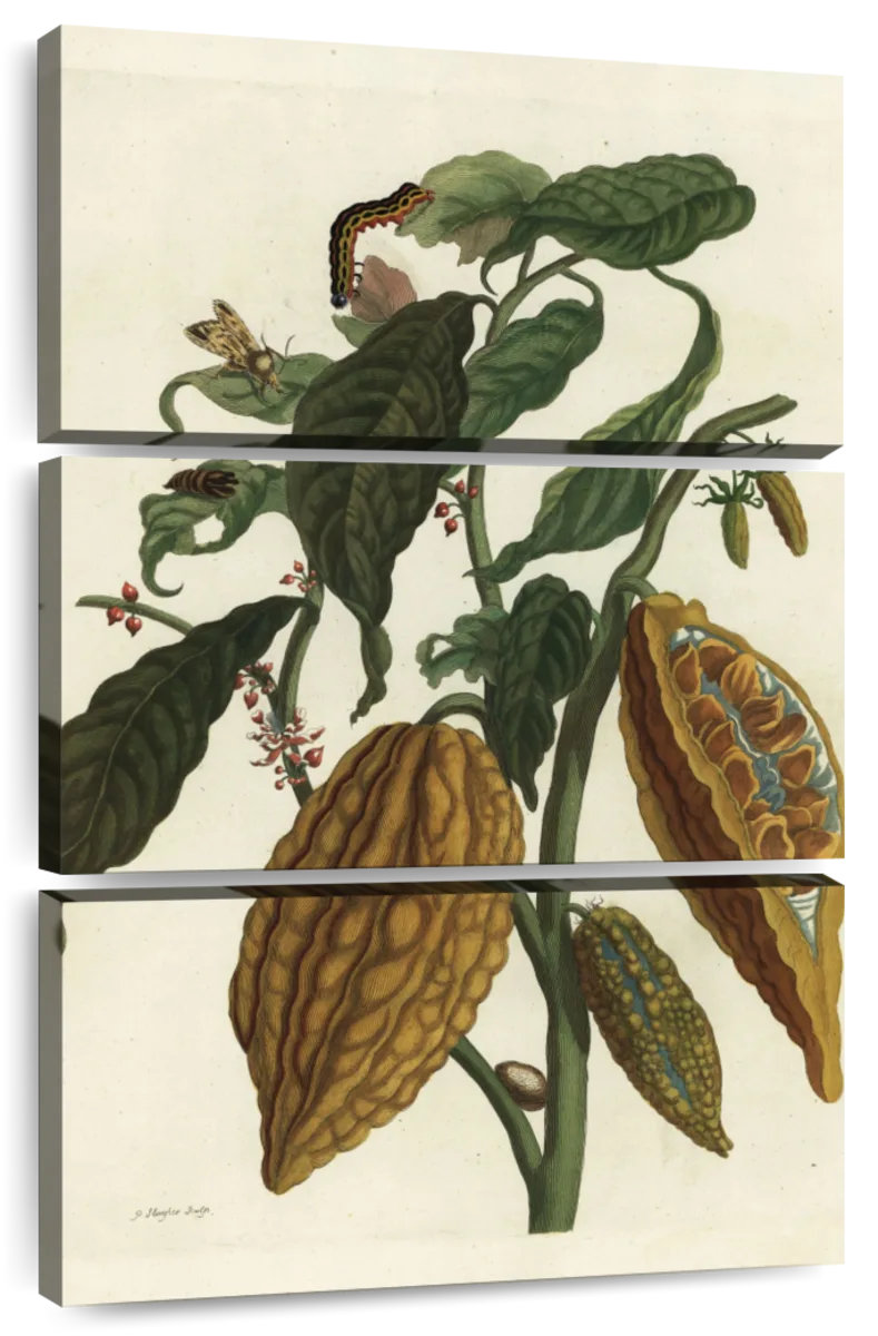 Elephant Stock Cacao Or Cocoa Tree And Fruit Theobroma Cacao | Wayfair