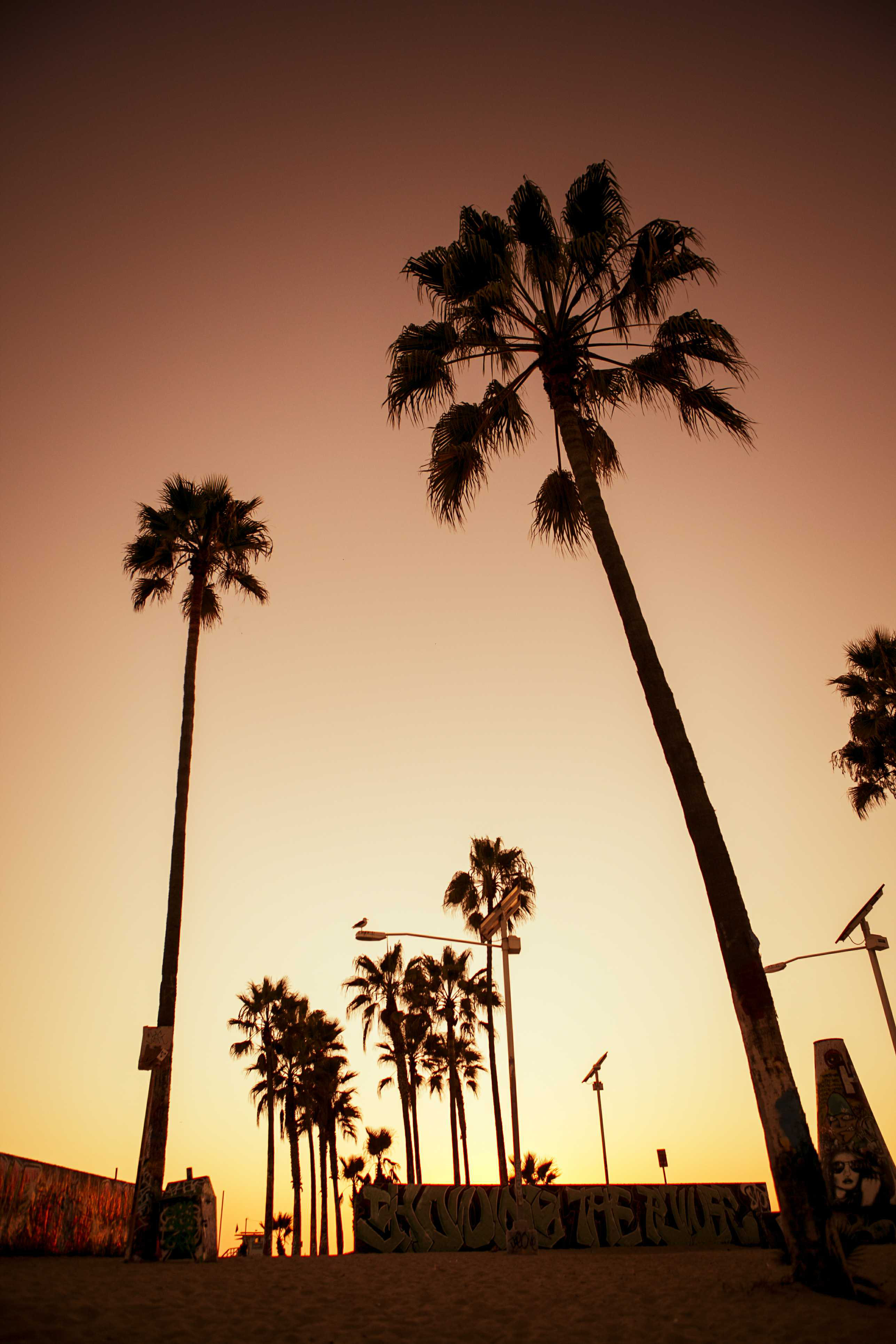 Bay Isle Home™ Venice Beach Palm Trees - Wrapped Canvas Photograph ...