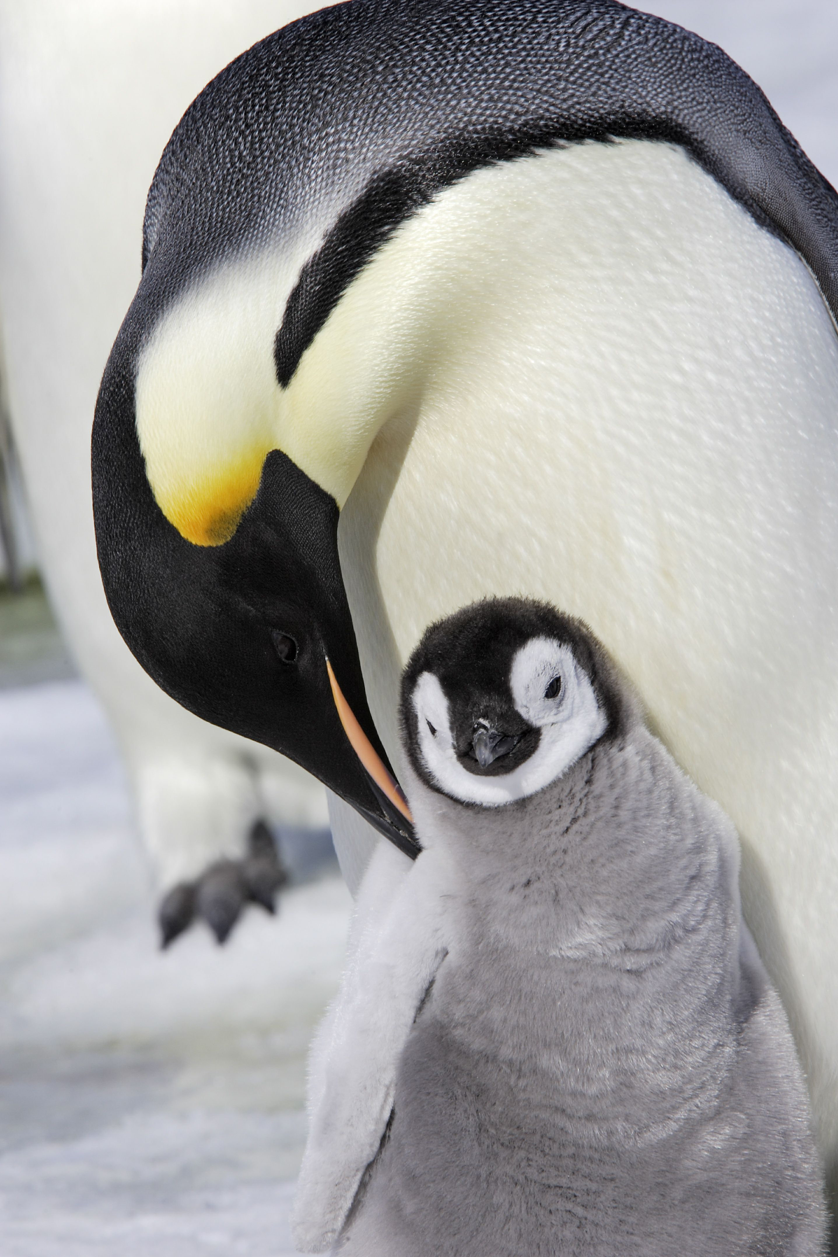 Highland Dunes Emperor Penguin On Canvas Photograph | Wayfair