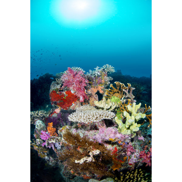 Highland Dunes Colorful Exotic Reef by Joebelanger - Wrapped Canvas ...