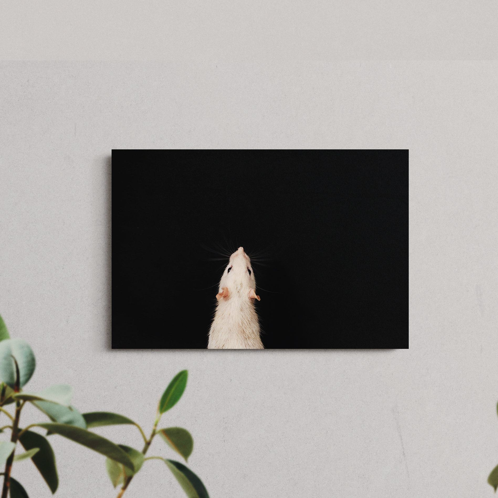 Latitude Run® Photo of a White Rat | Wayfair