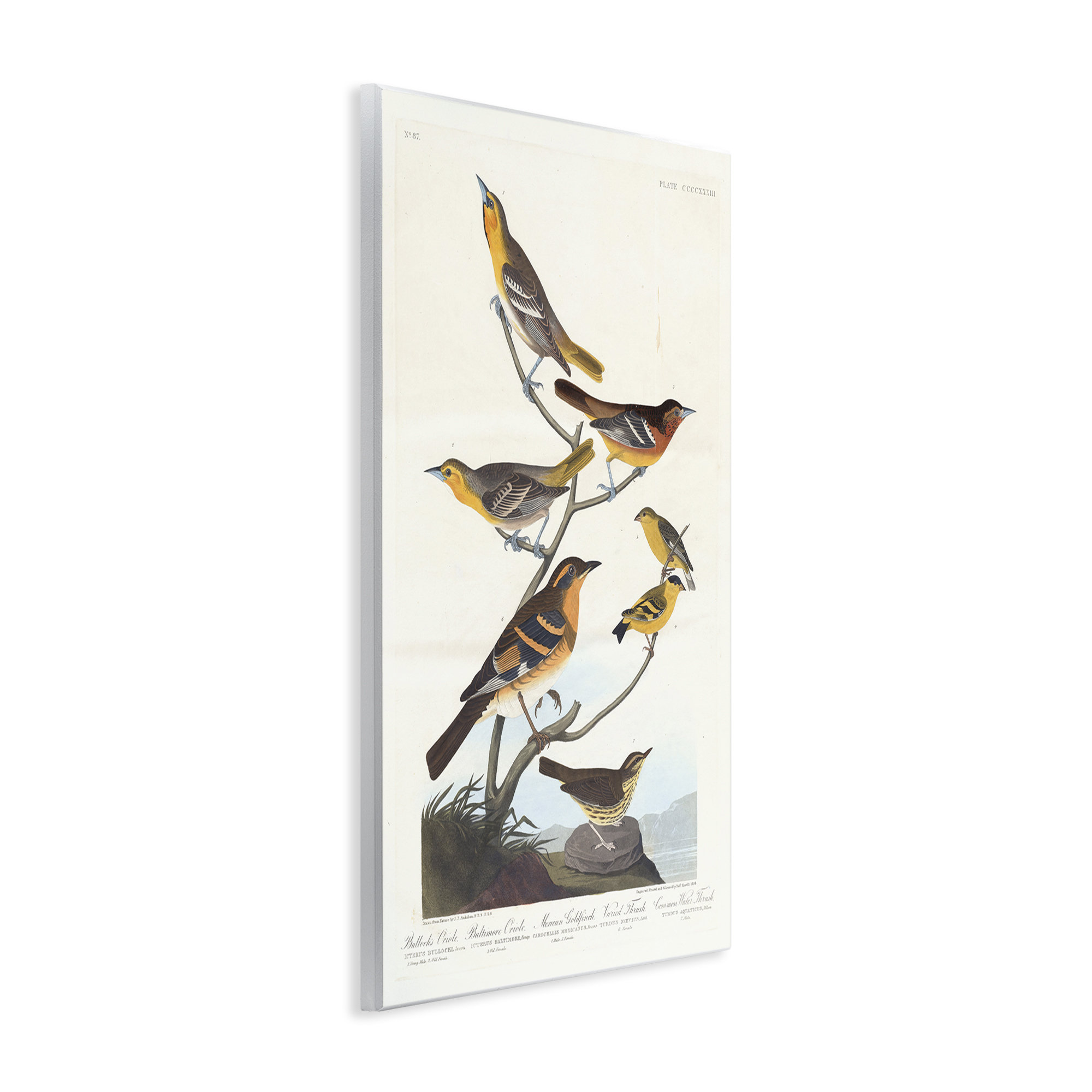 Union Rustic Classic Bullock's Oriole Study Wall Plaque Art by ...
