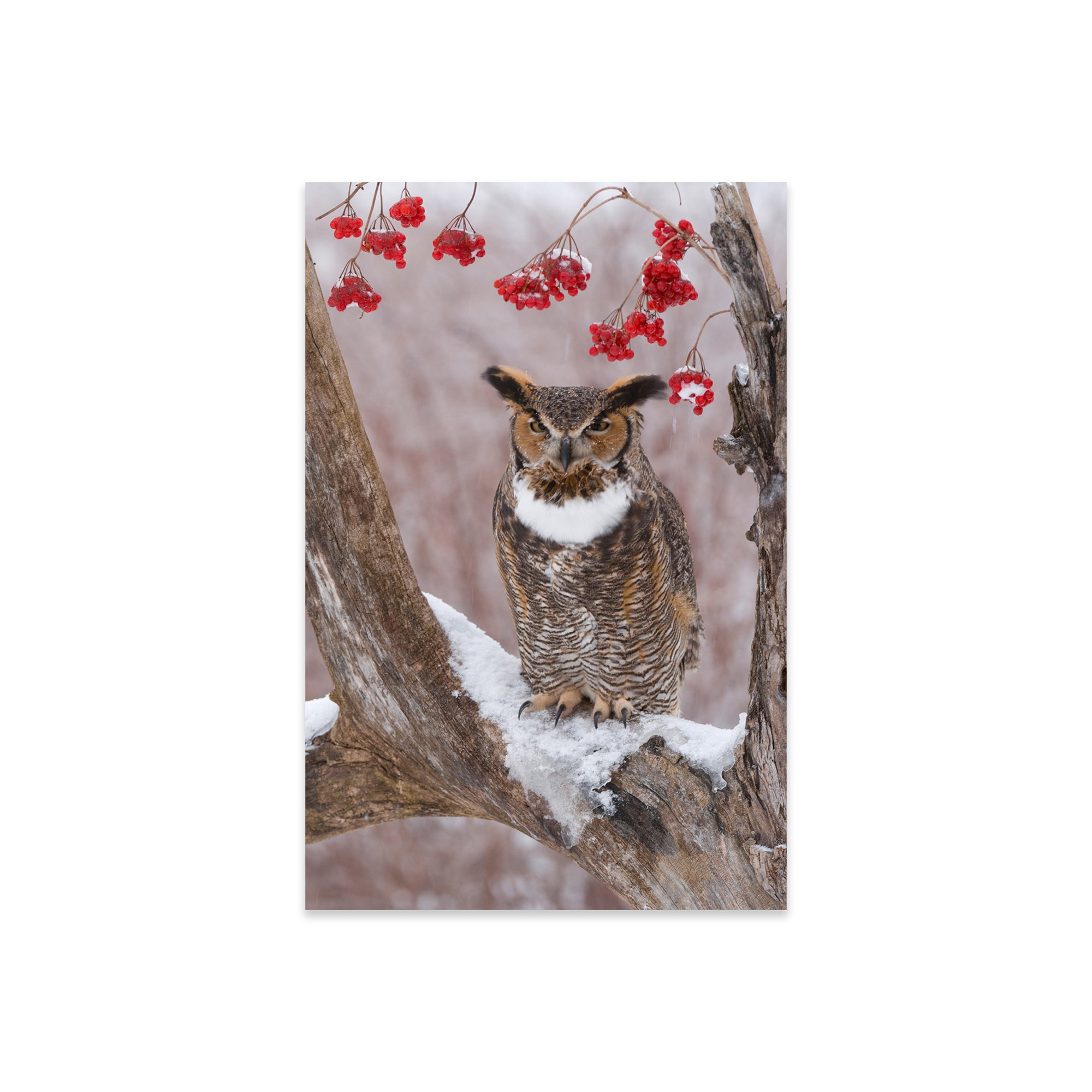 Millwood Pines Annesophie Great Horned Owl In Winter, Howell Nature ...