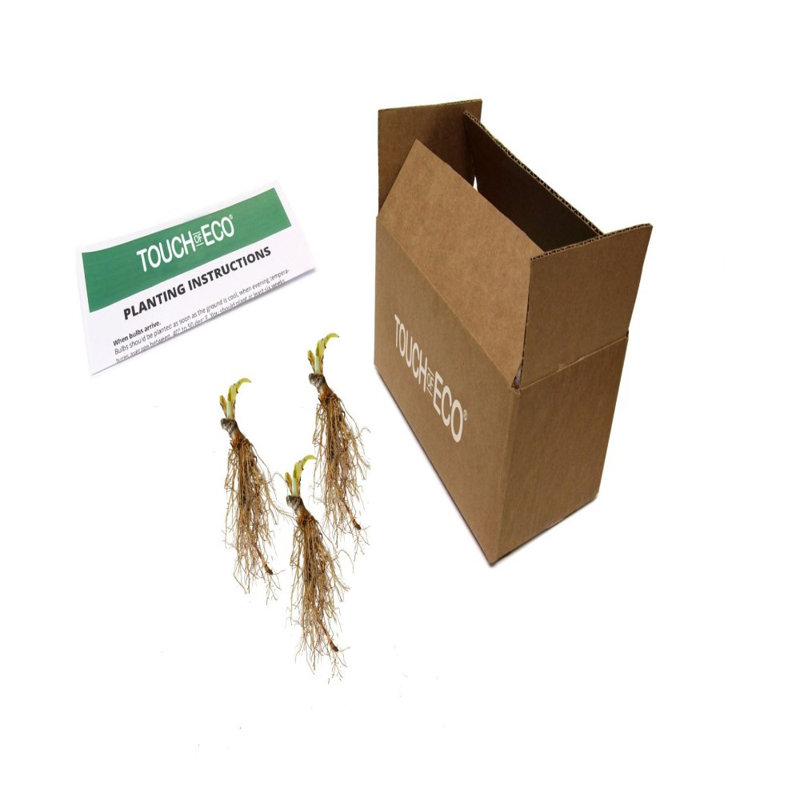 Touch of ECO Fire and Ice Hosta - 3 Bare Roots - Green & White Shade ...