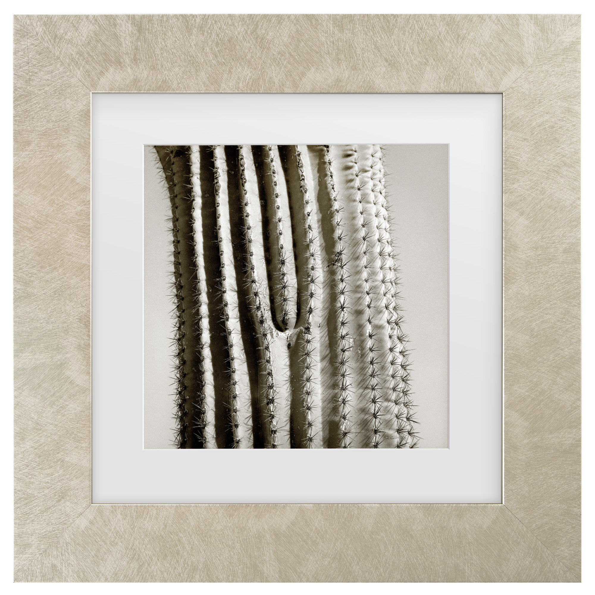 Trademark Cactus Star by Ed Goldstein - Wrapped Canvas Painting | Wayfair