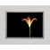 Bright Star X-Ray Orange - Single Picture Frame Print on Canvas ...